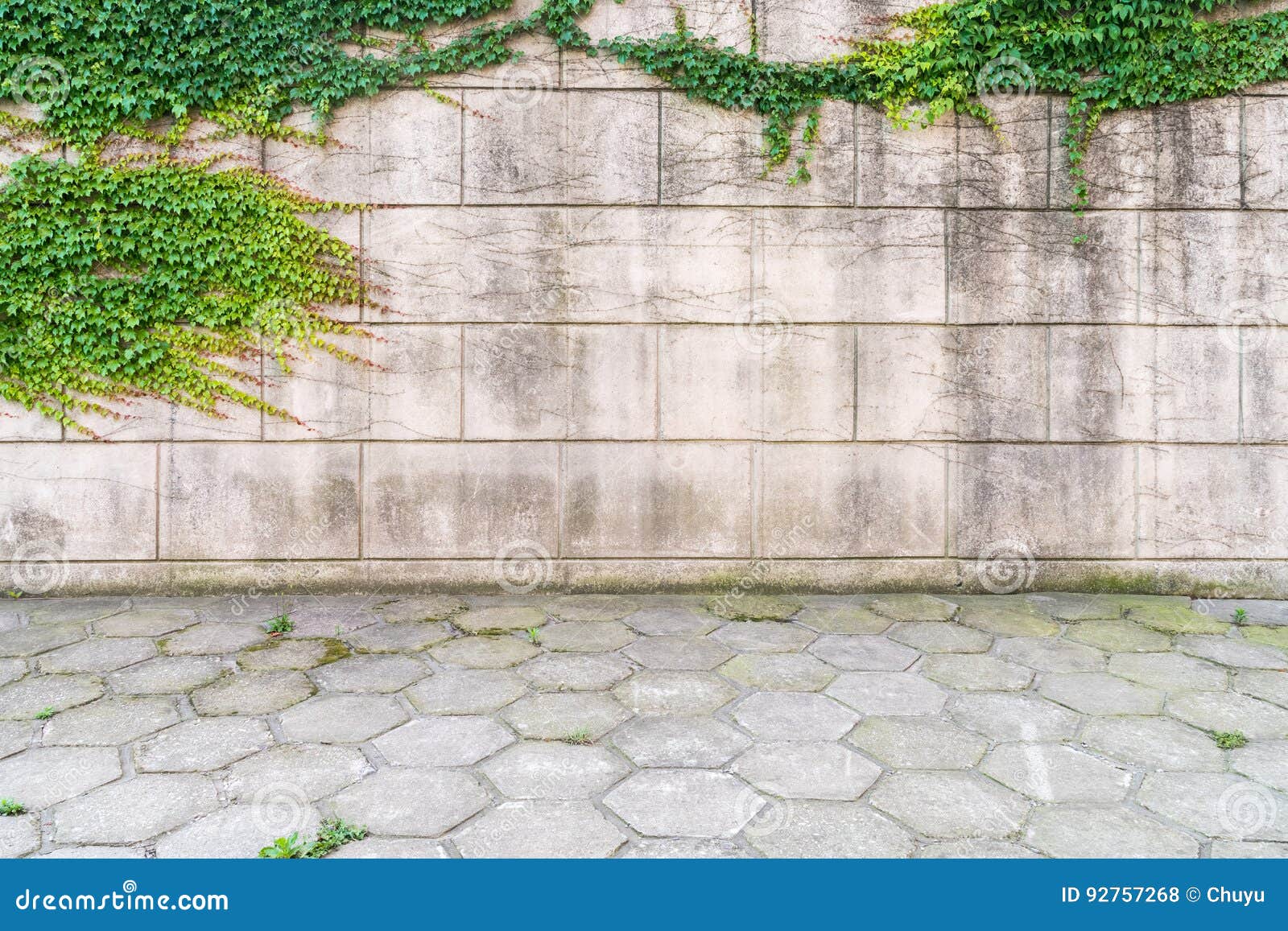 Efeu Auf Wand Mit Konkretem Boden Stockfoto - Bild von laub, efeu: 92757268
