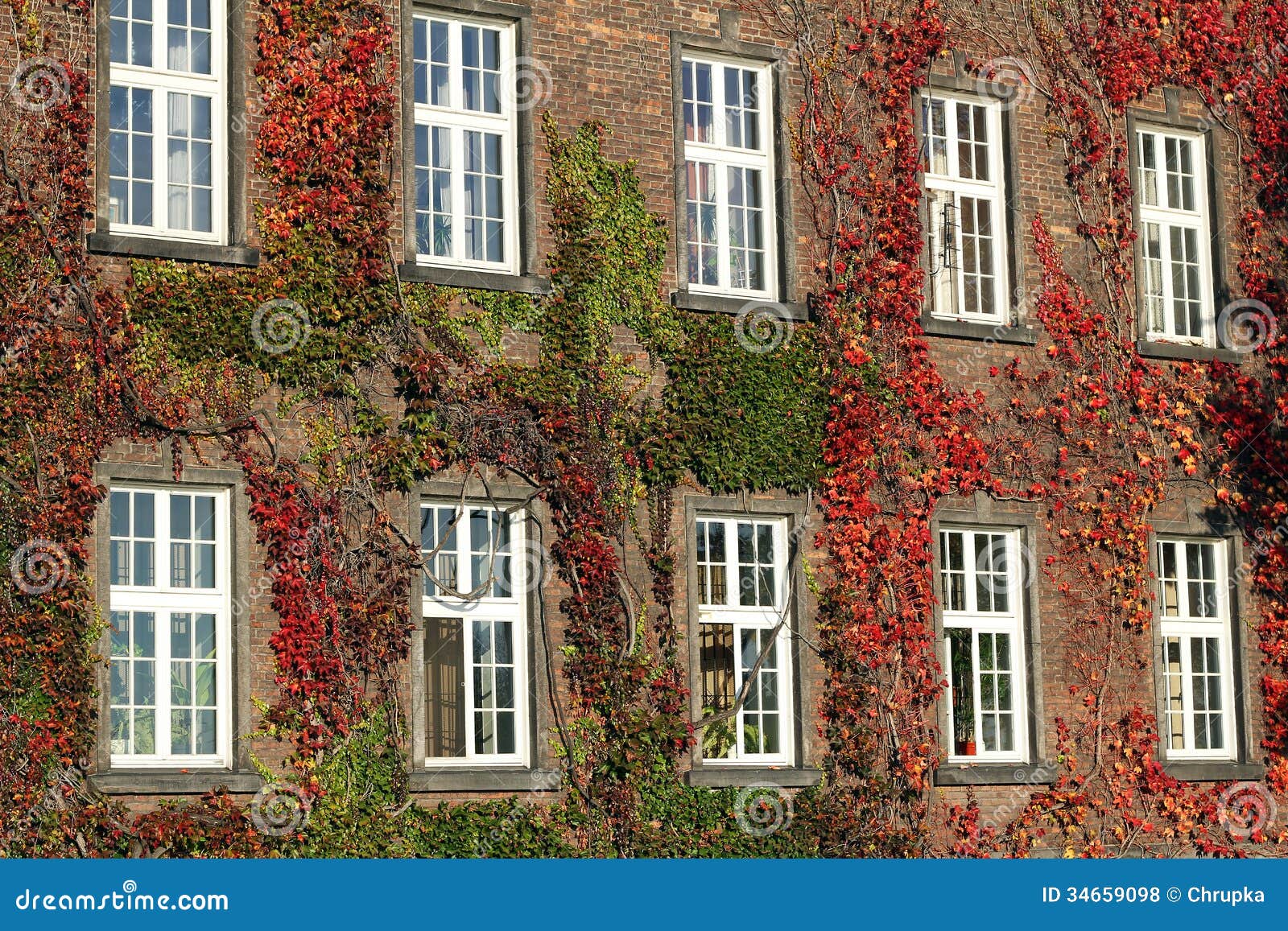 Efeu Bedeckte Wand Mit Fenstern Stockfoto - Bild von luxus, herbstlich ...