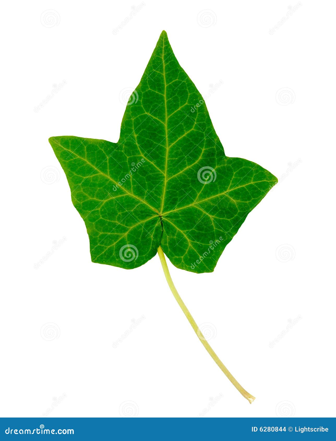 Efeu-Blatt stockfoto. Bild von frech, botanik, frühling - 6280844