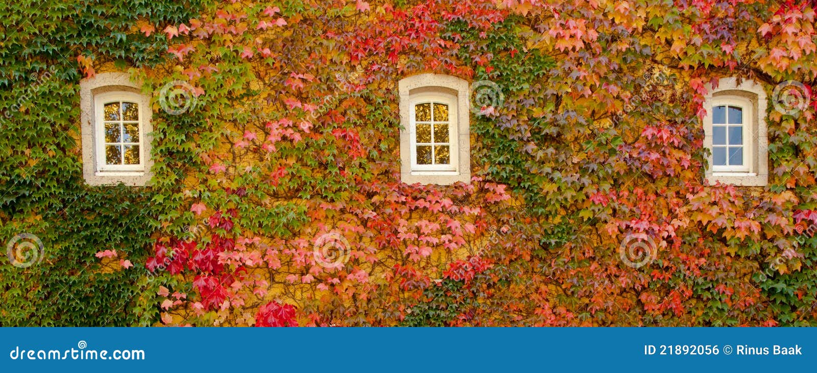 Efeu deckte Wand ab stockfoto. Bild von abdeckung, efeu - 21892056