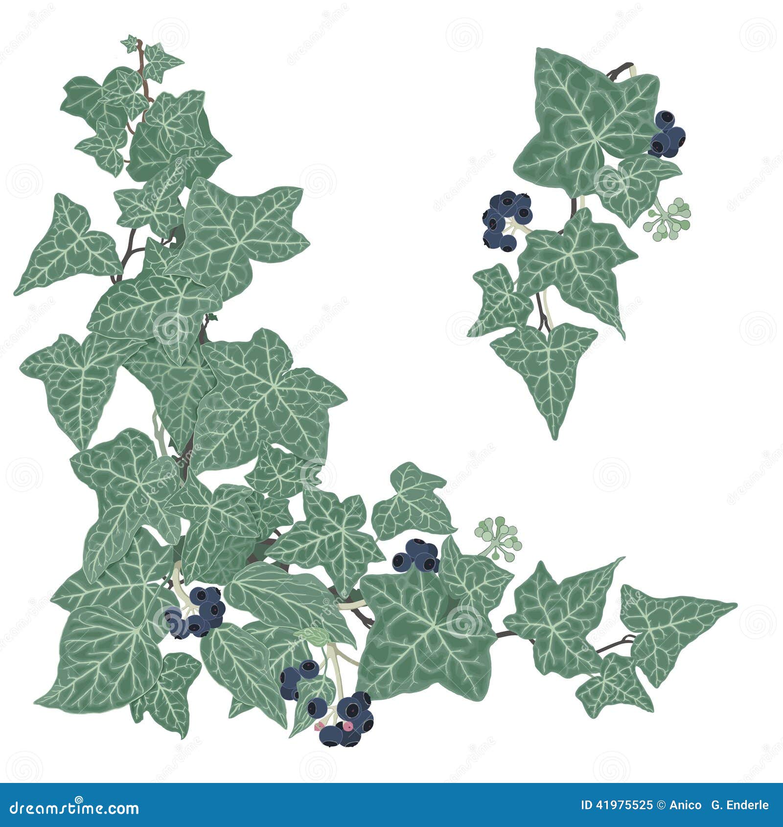 Efeu - Hederahelix vektor abbildung. Illustration von rebe - 41975525