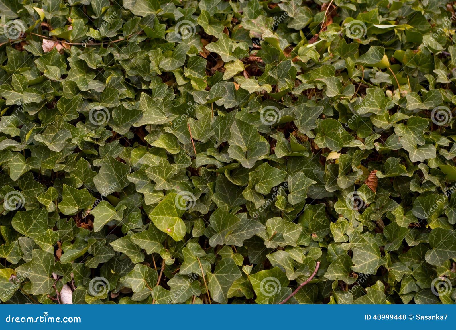 Efeu im Detail stockfoto. Bild von grün, märz, hintergrund - 40999440