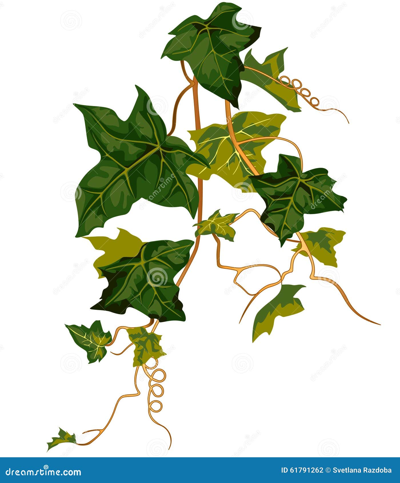 Efeu, Vektor vektor abbildung. Illustration von liane - 61791262