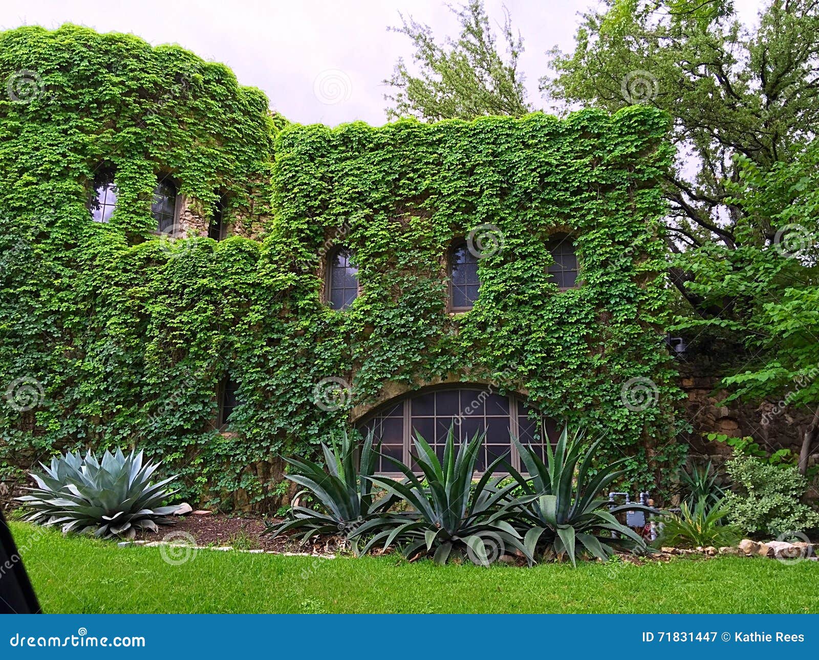 Efeuhaus stockbild. Bild von fenster, abdeckung, abgedeckt - 71831447