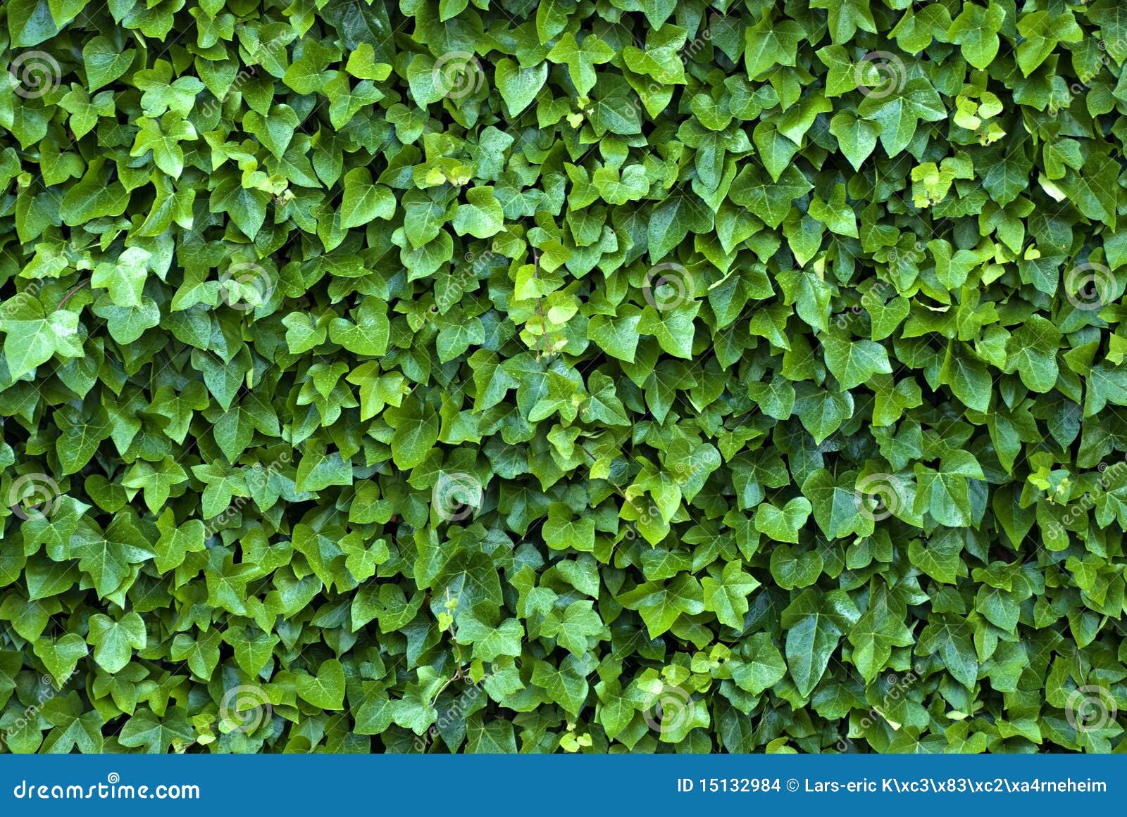 Efeuwand stockfoto. Bild von wachsen, nahaufnahme, umwelt - 15132984