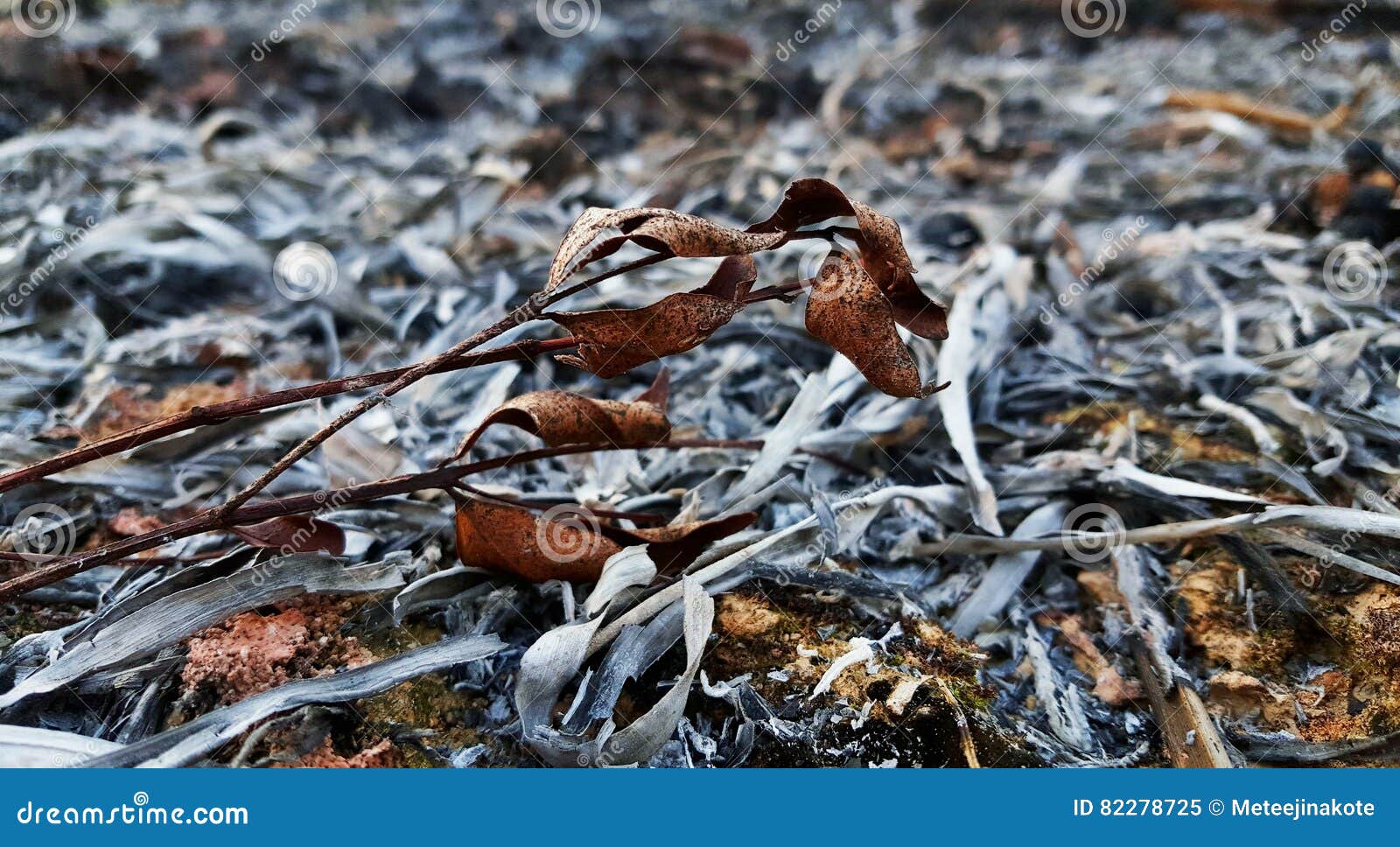 Effect of Fire and Burn on Soil and Leaf Stock Image - Image of burn ...