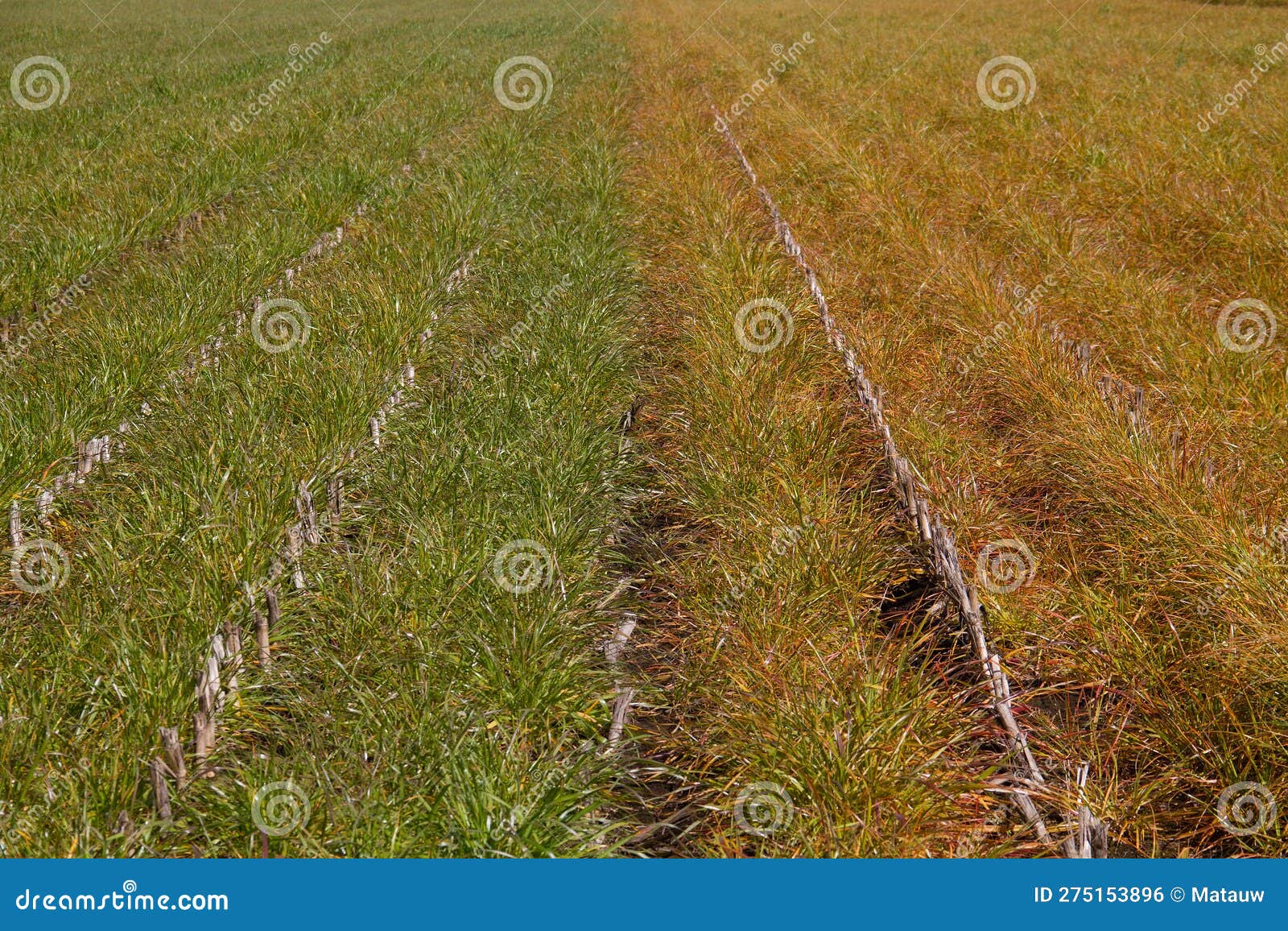 Glyphosate Herbicide Sprayed On Gras Royalty-Free Stock Photography ...