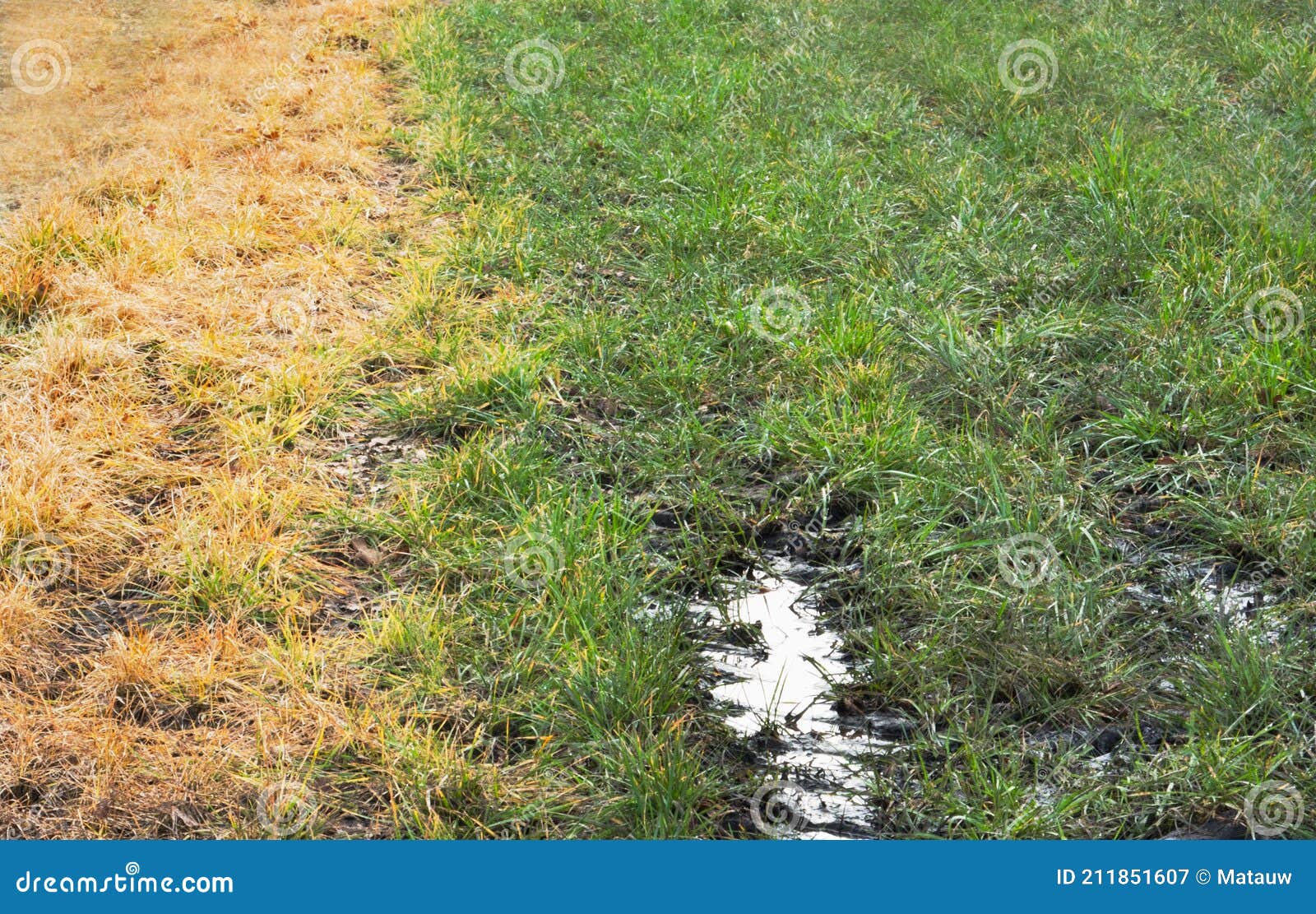 Effect Of Glyphosate Herbicide On Grass Weeds Royalty-Free Stock Image ...
