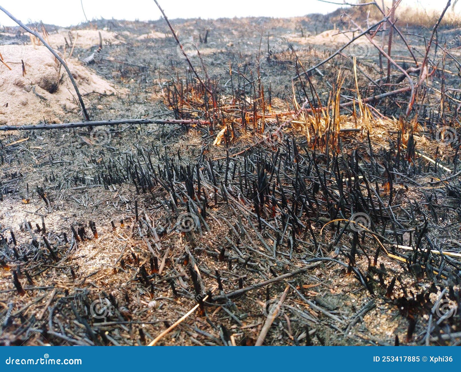 Effect of the Heat Wave, Fire and Charred Forest Fire Stock Image ...