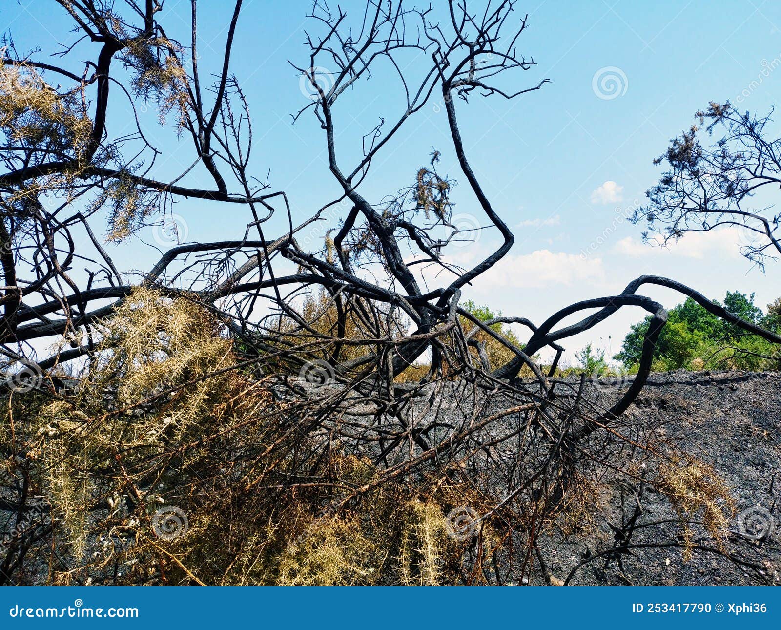 Effect of the Heat Wave, Fire and Charred Forest Fire Stock Photo ...