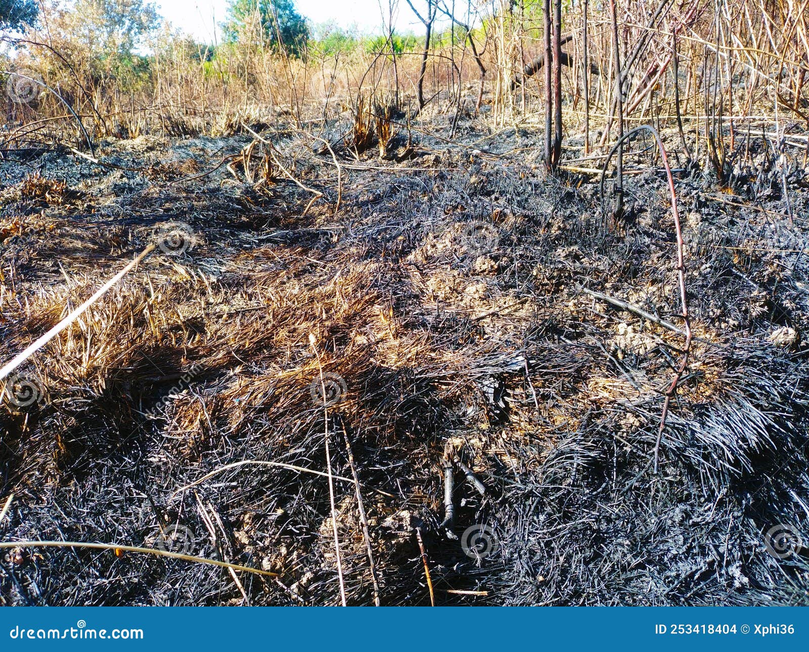Effect of the Heat Wave, Fire and Charred Forest Fire Stock Photo ...
