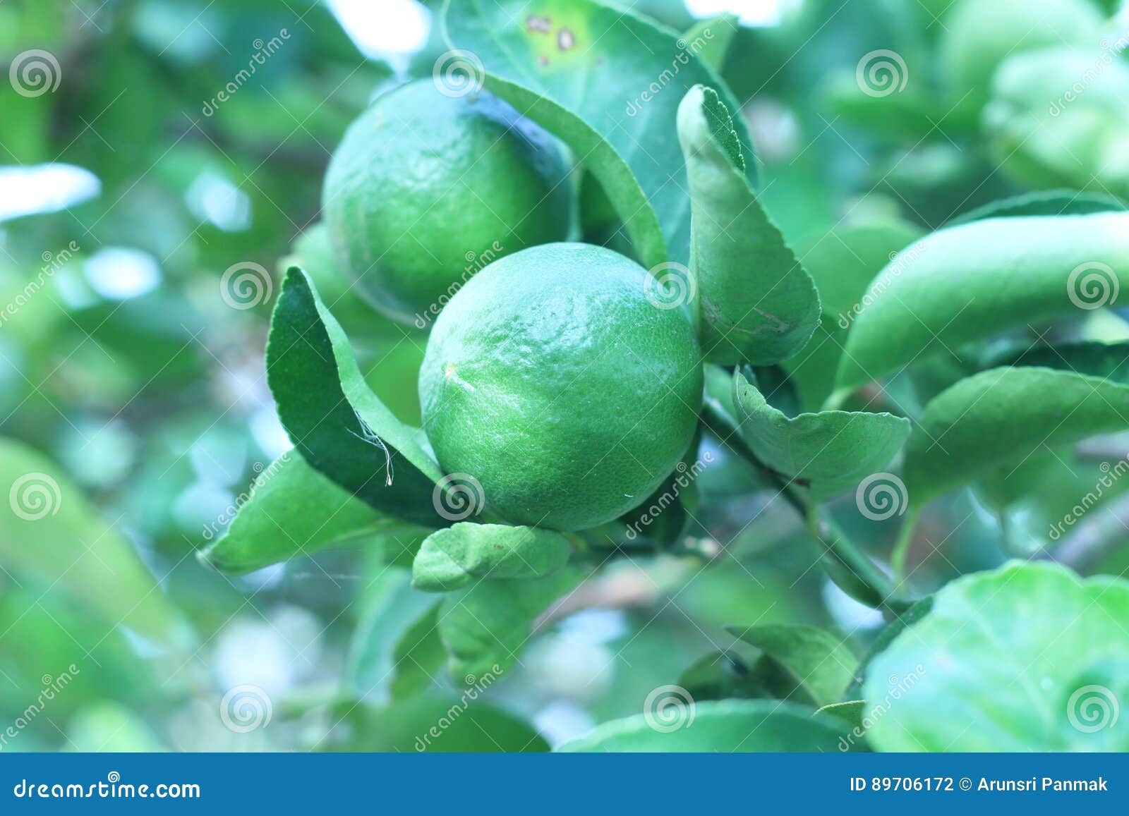 The Effect of Lime Green Lemon Trees with Dense Foliage Stock Photo ...