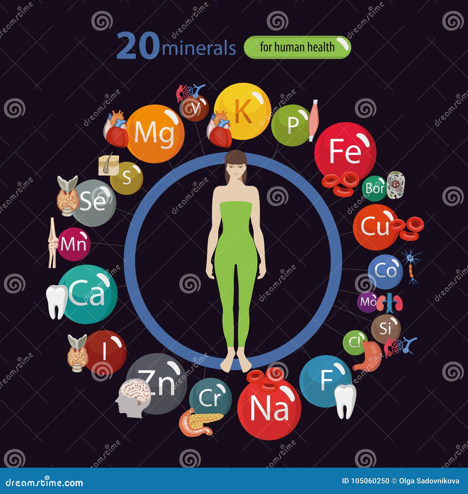 Micro Organs Stock Illustrations – 698 Micro Organs Stock Illustrations ...