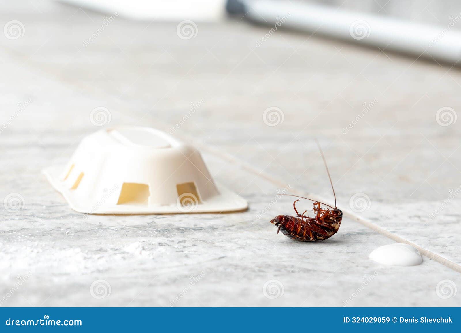 The Effect of Poison on a Cockroach. Concept of Insect Control Stock ...