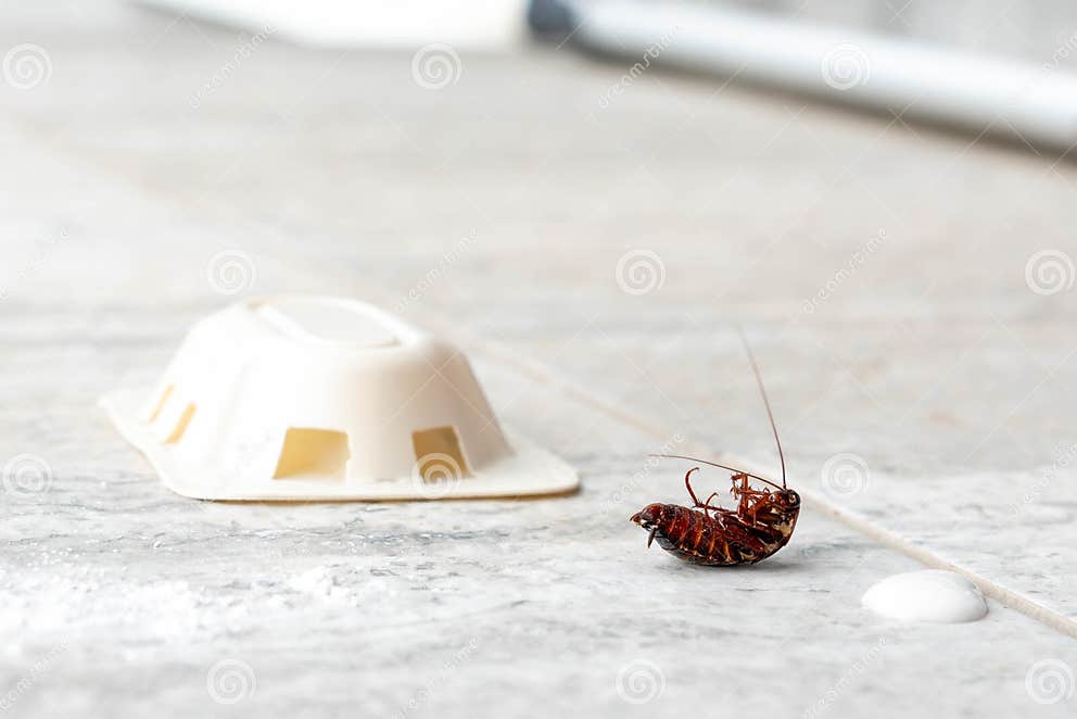 The Effect of Poison on a Cockroach. Concept of Insect Control Stock ...