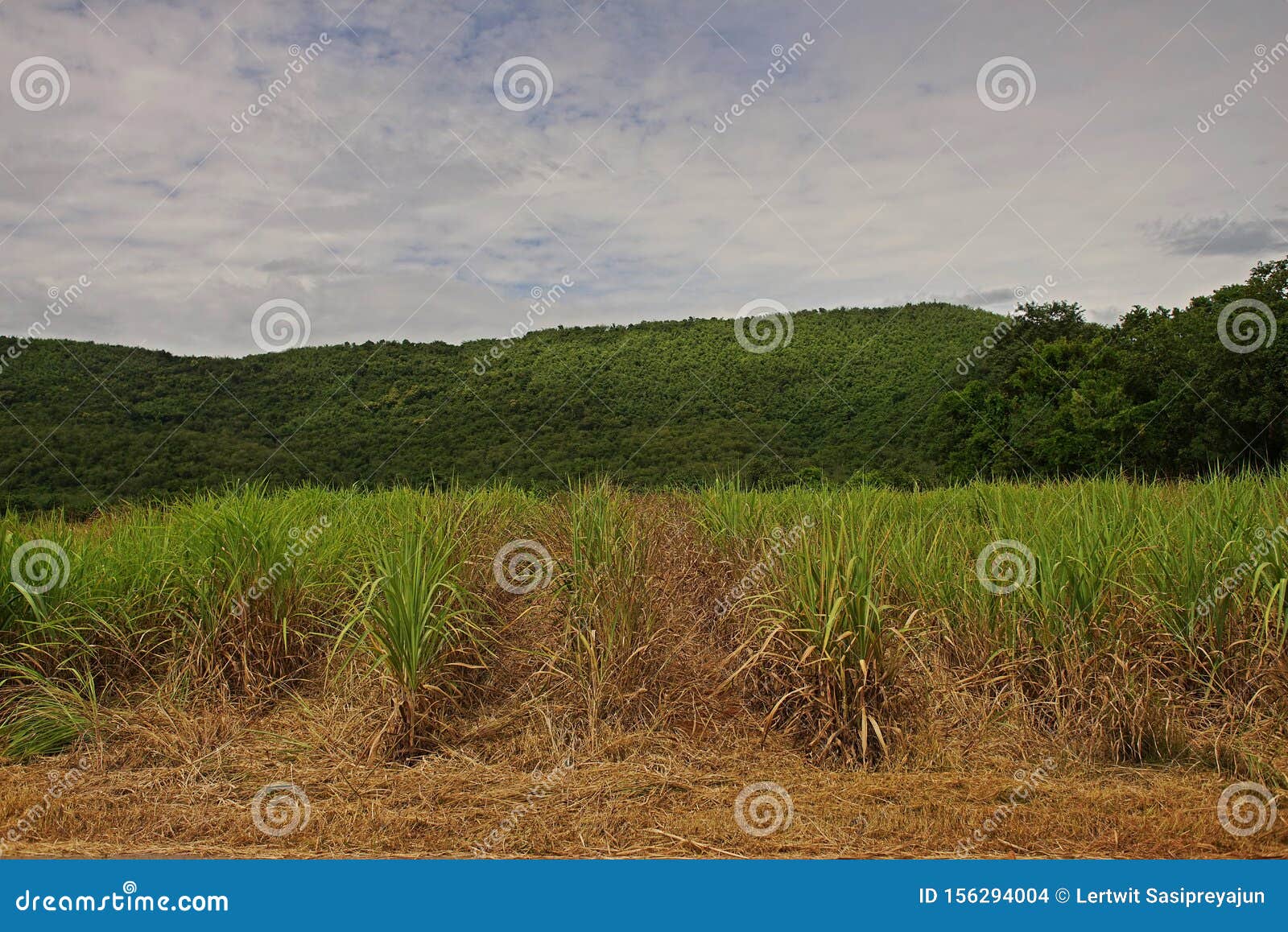 Effect of Post Emergence Herbicide on Weed Control Stock Photo - Image ...