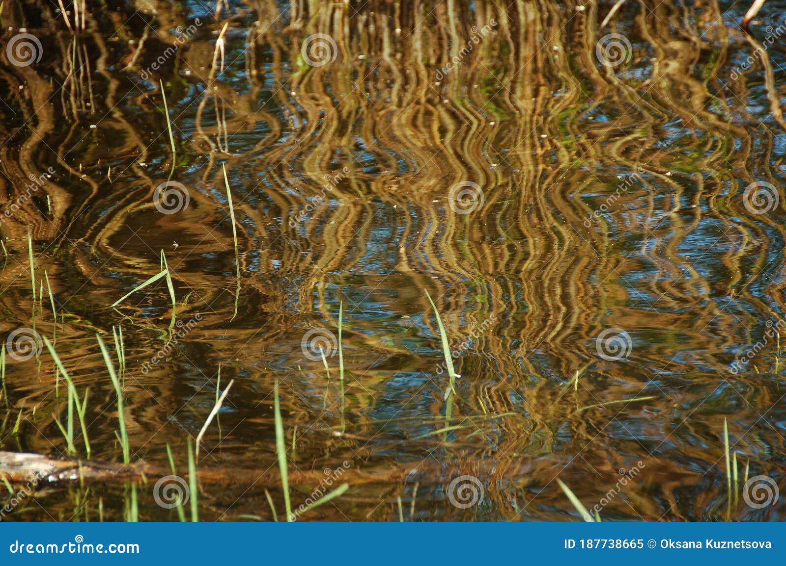 The Effect of Reflection. the Stems of Reeds are Reflected on the Wavy ...