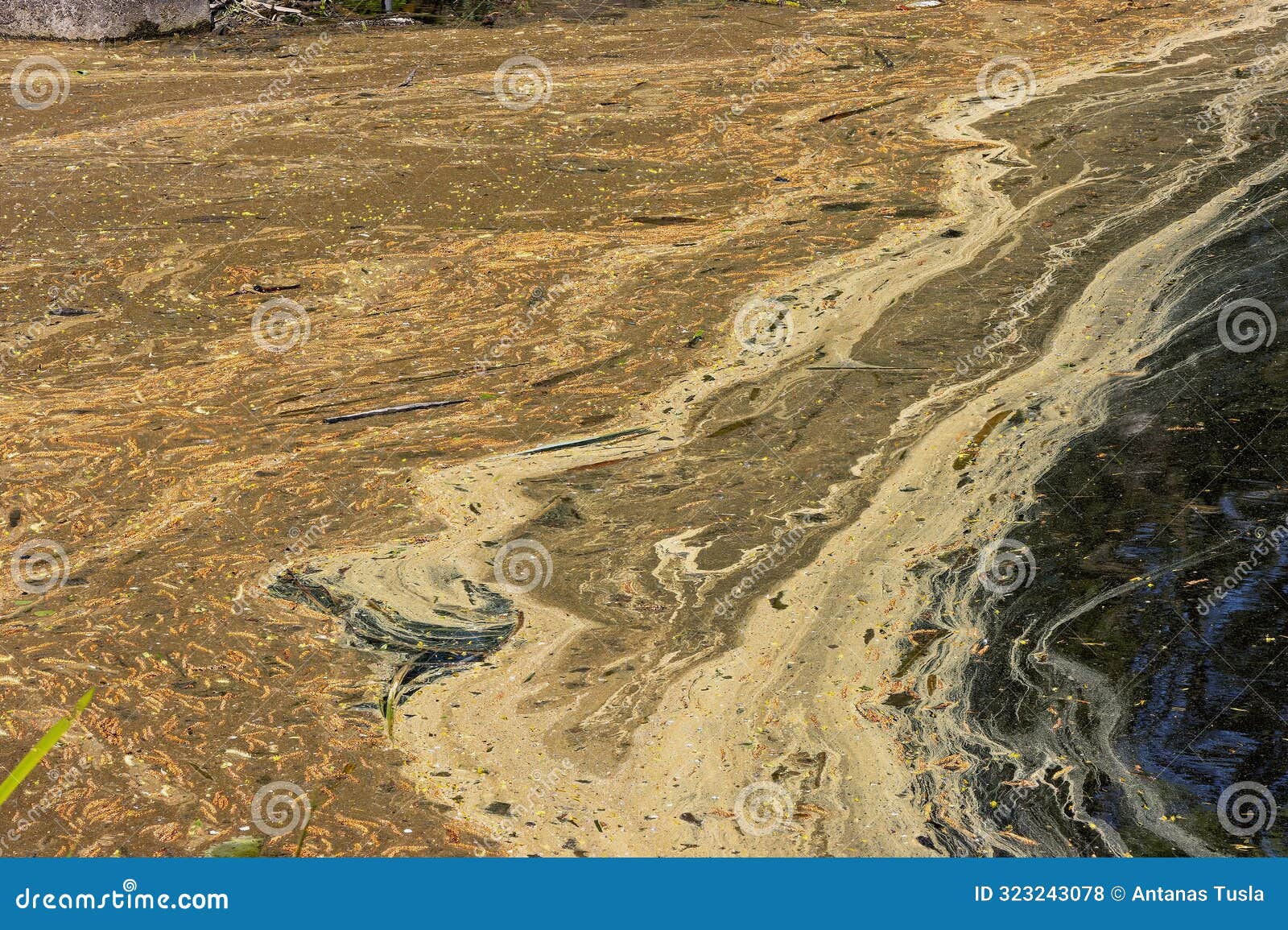 Effect of Tree Pollen on Lake Water Ecosystem Stock Photo - Image of ...