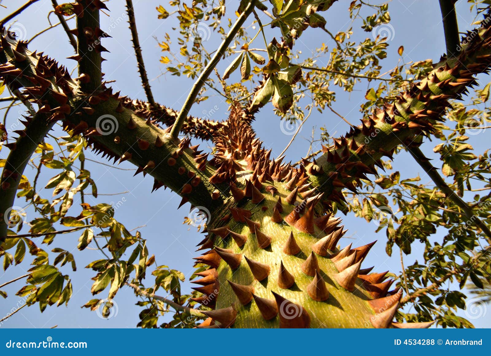 Effective Deterrant (a Prickly Thorn Tree) Stock Photo - Image of tree ...