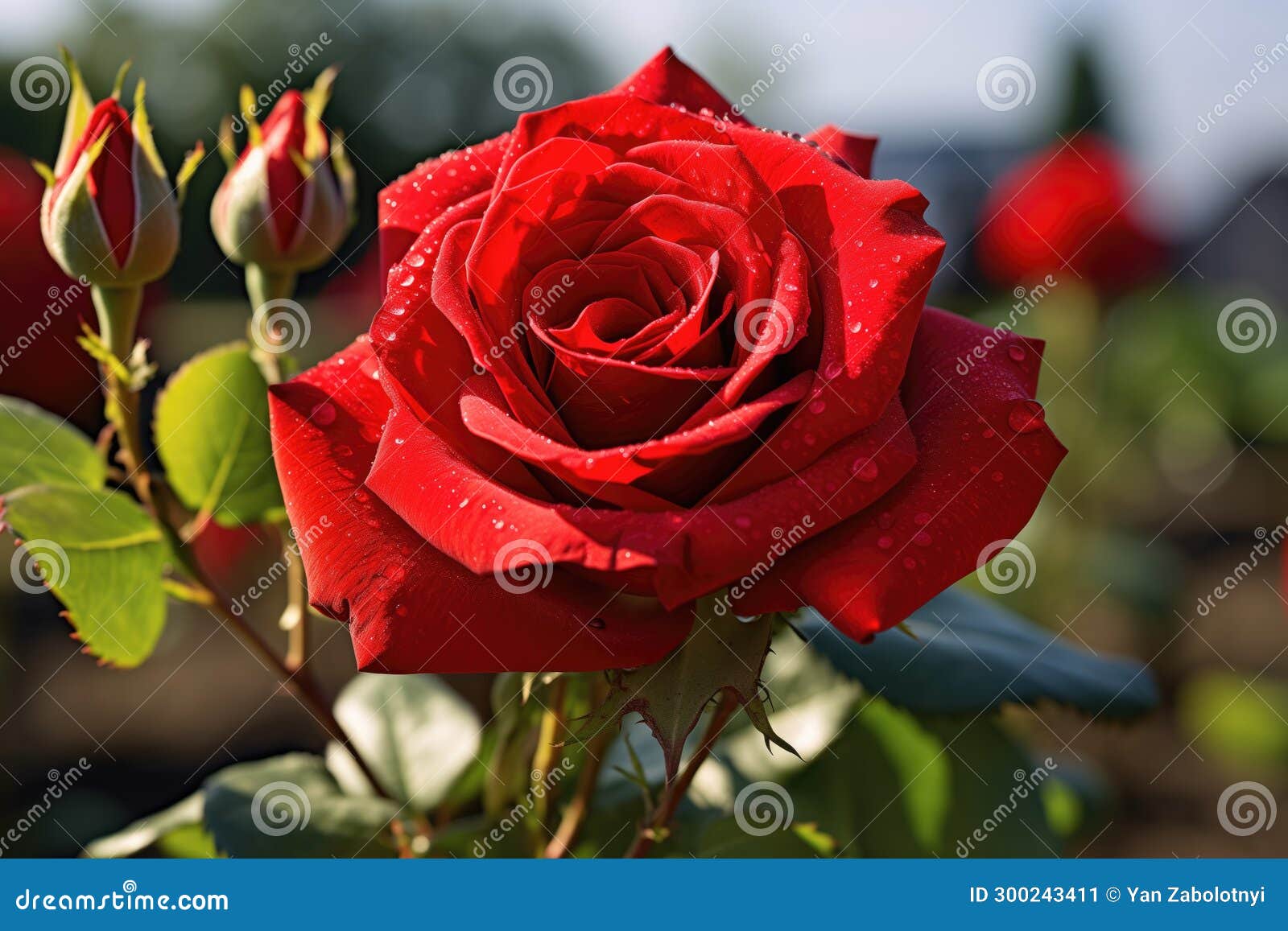 Effective Pest Control Methods for Roses in the Garden Stock ...