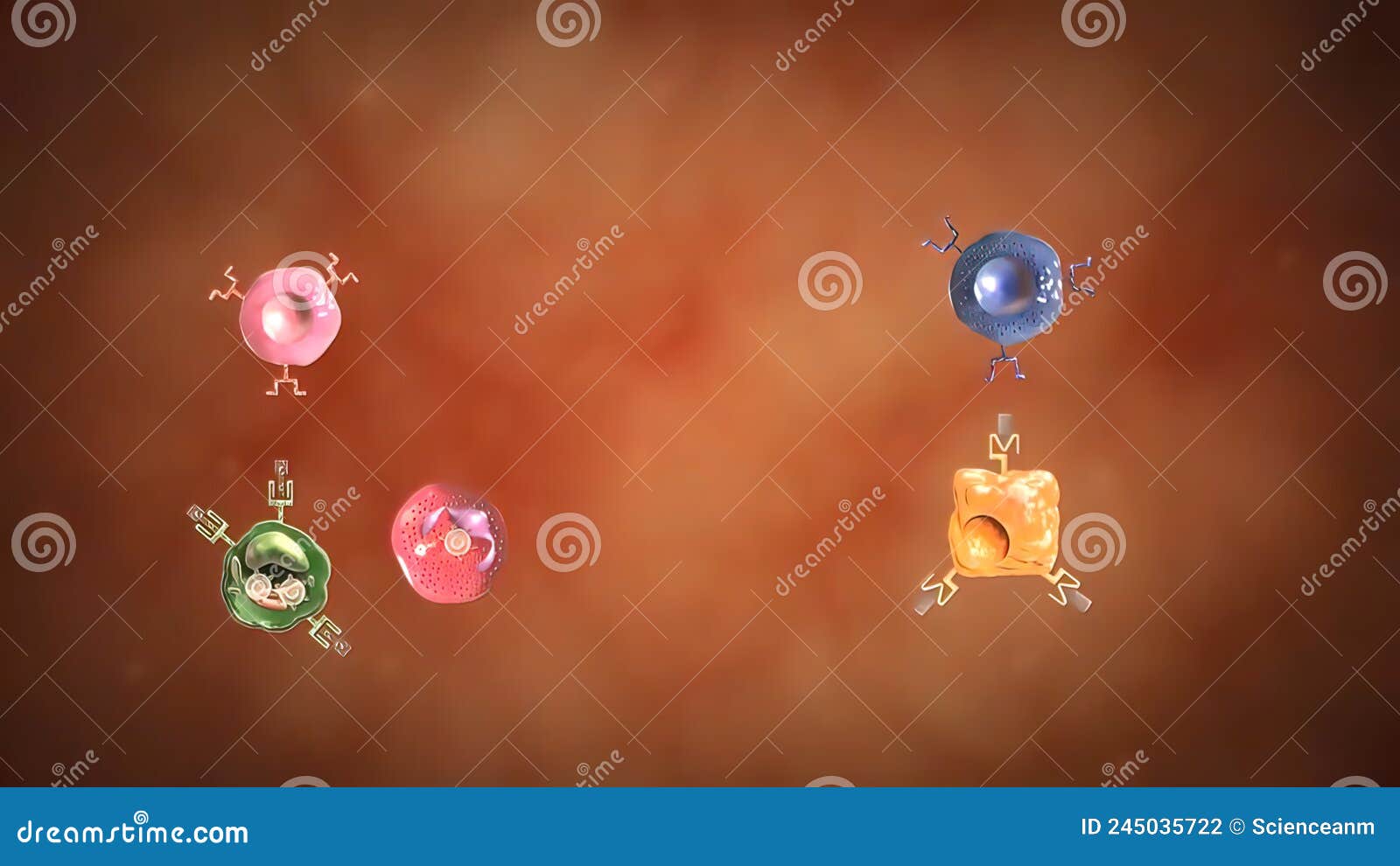 Effector Stages Stock Illustrations – 3 Effector Stages Stock ...