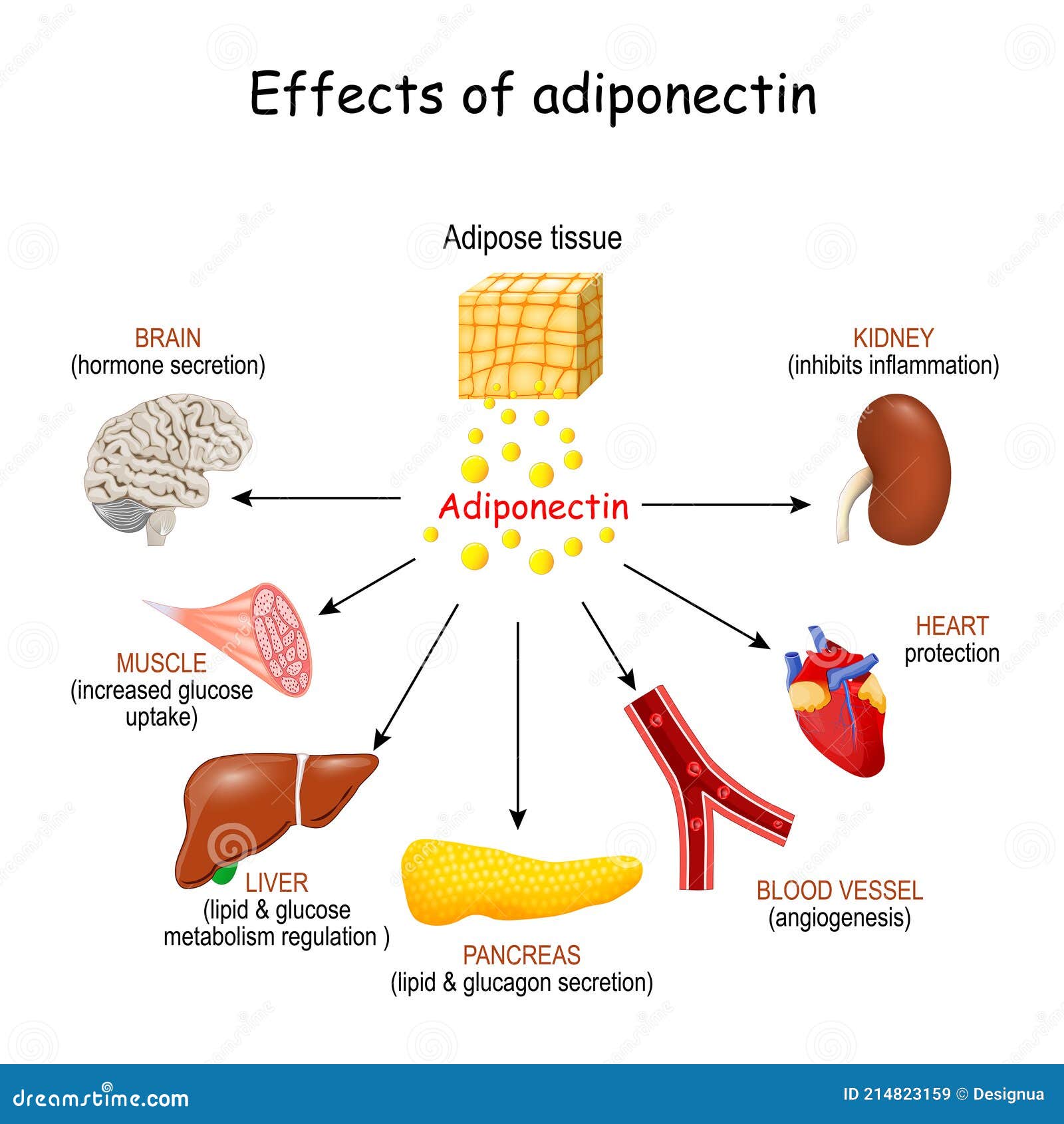 Adiponectin. Adipose Tissue Vector Illustration | CartoonDealer.com ...