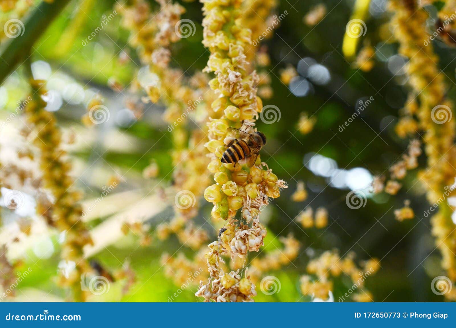 Effects of Areca catechu. stock image. Image of flower - 172650773