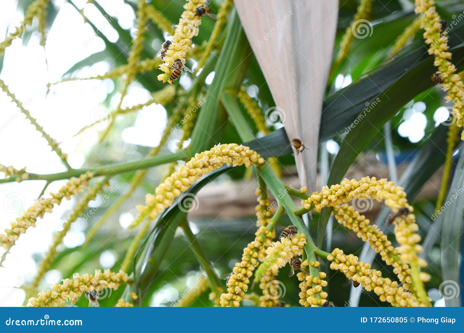 Areca Catechu Tree in the Garden. Stock Image - Image of green, garden ...
