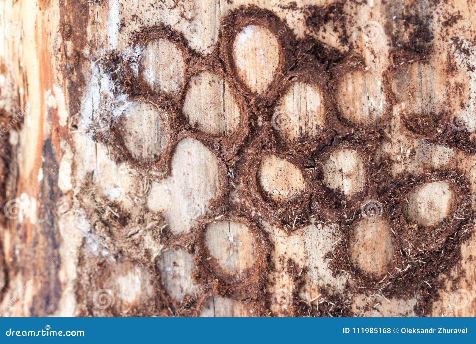 Bark Beetle Pine Damage Stock Photos - Download 399 Royalty Free Photos