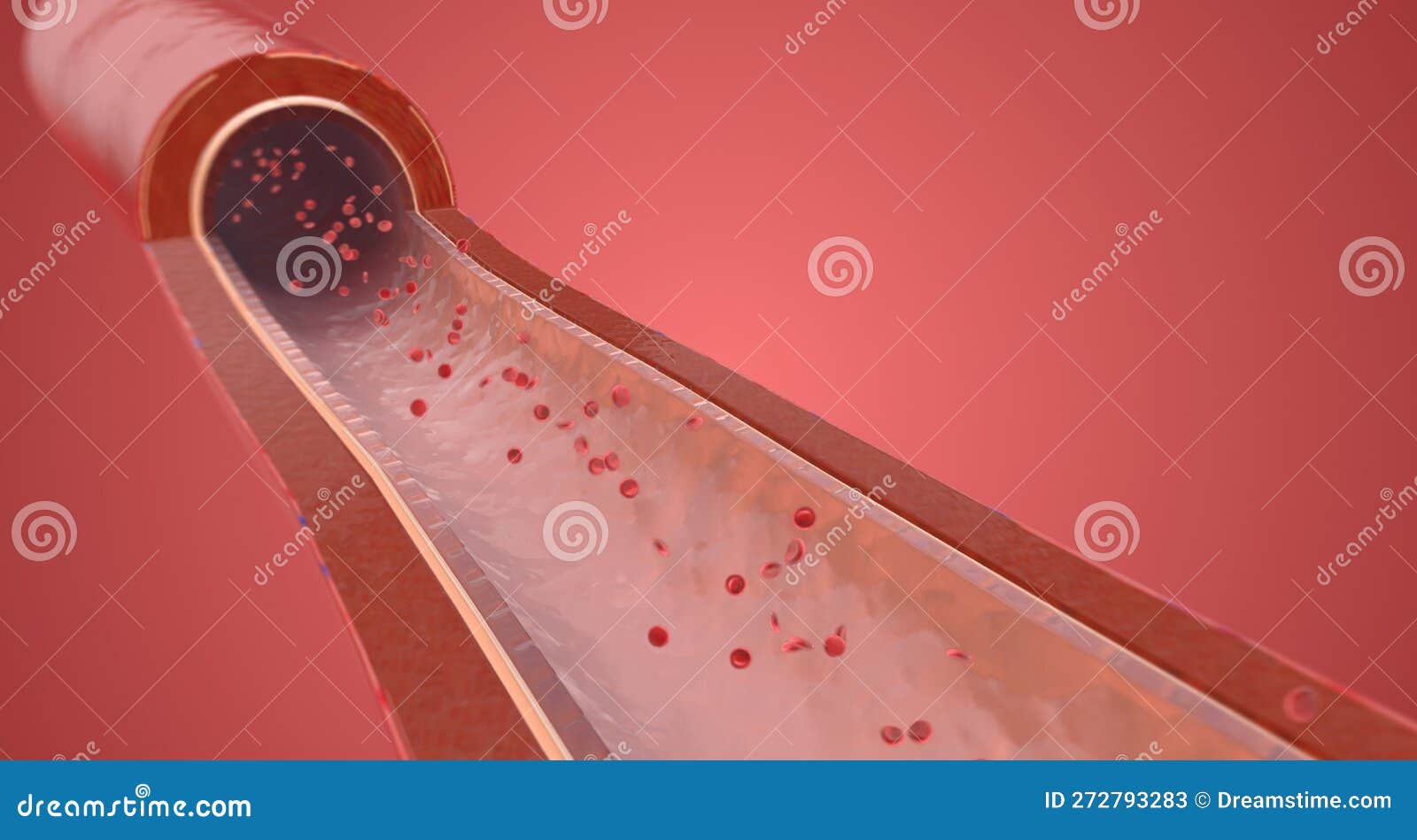 Effects Of Beta Blockers On Cardiovascular System Royalty-Free Stock ...