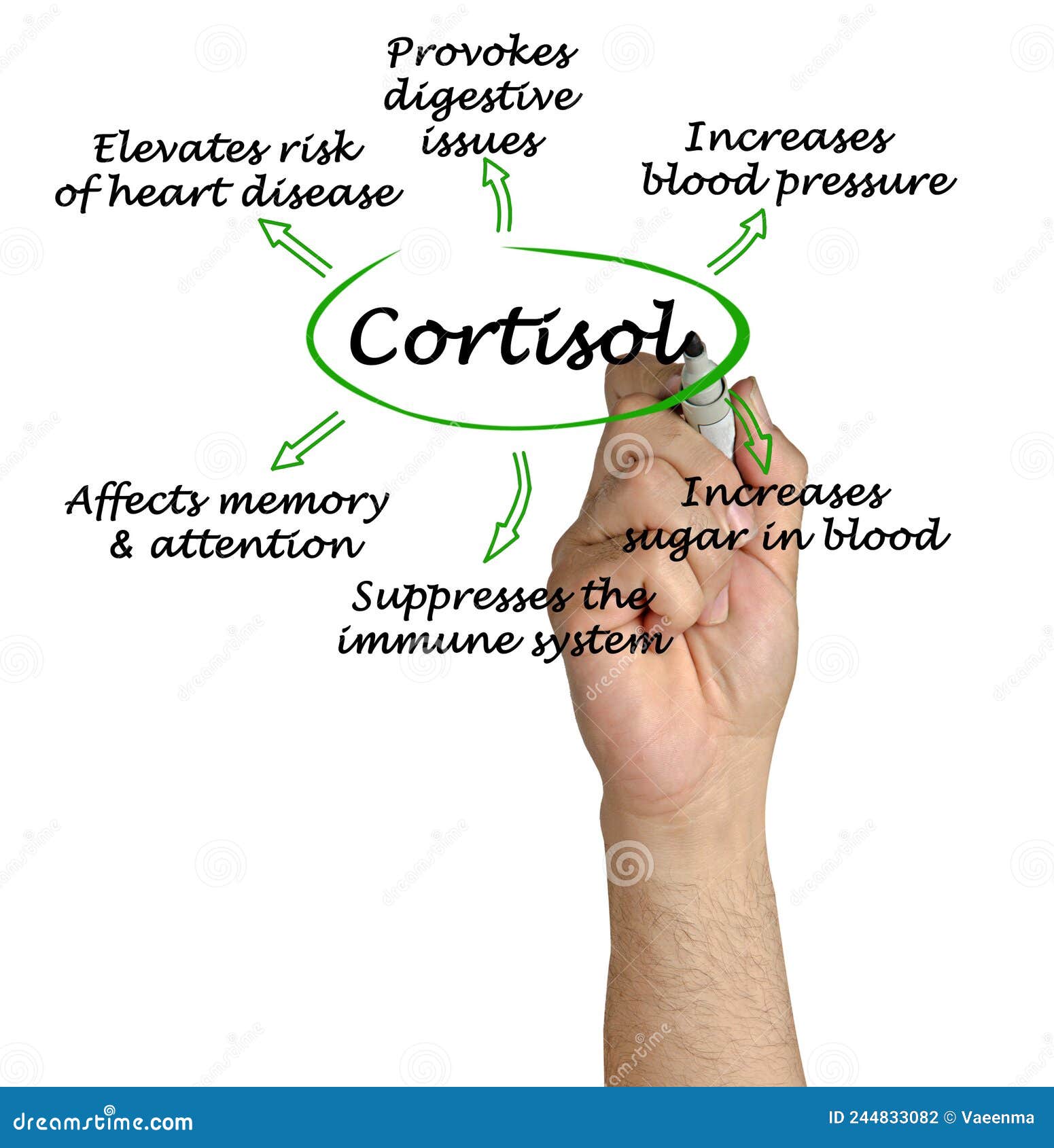 Effects of Cortisol on Organism Stock Photo - Image of risk, male ...