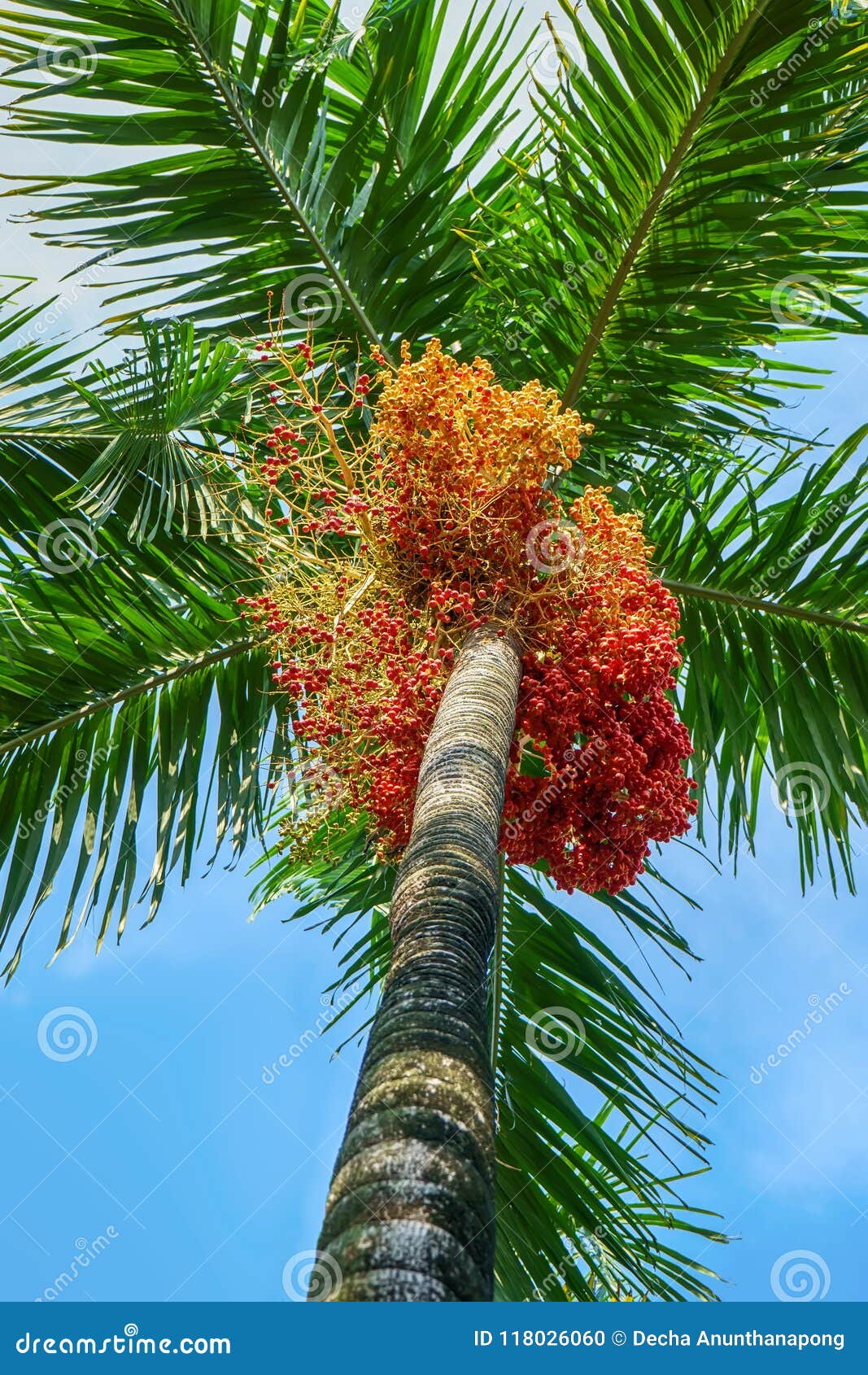 Cyrtostachys renda stock photo. Image of plant, background - 118026060