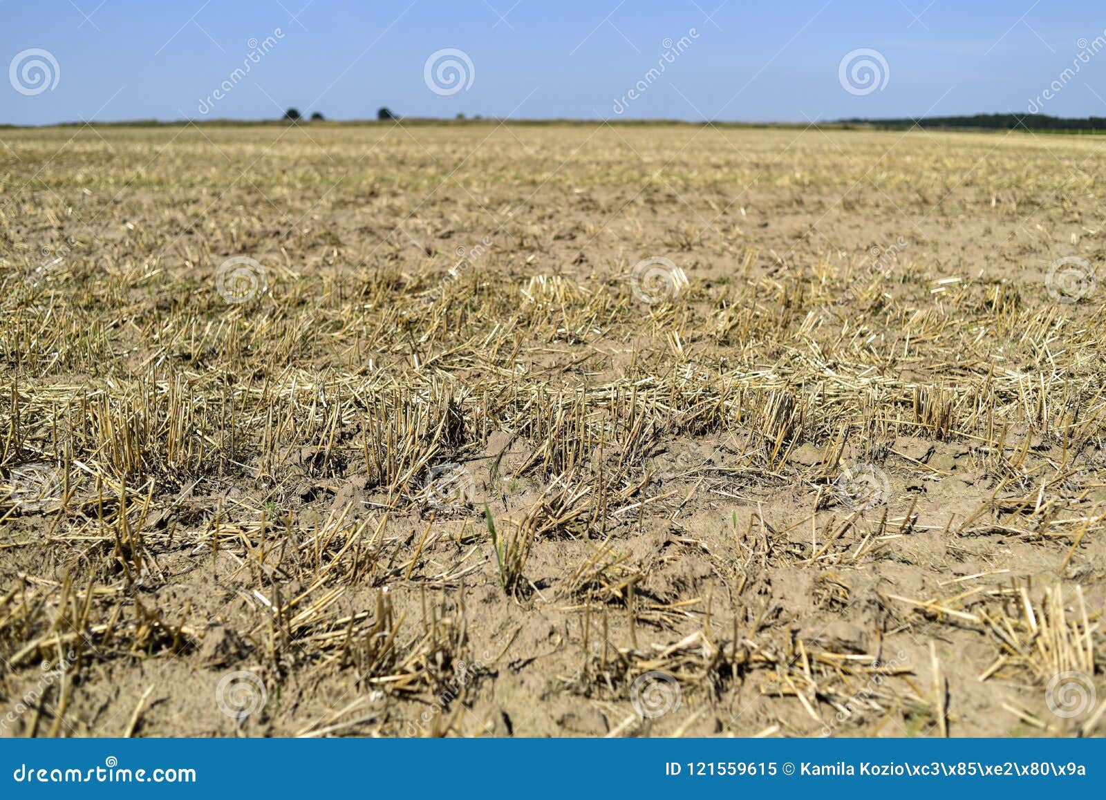 The Effects of Drought, Dried Field in the Summer. Stock Image - Image ...