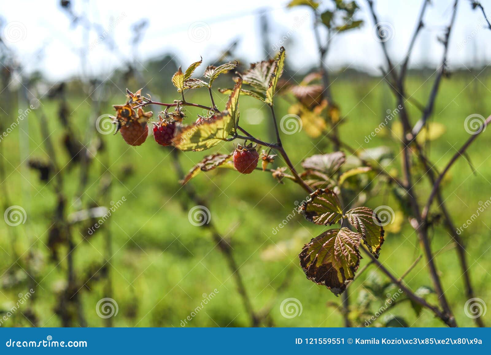 The Effects of Drought, Dried Raspberry on the Bush in the Summer ...