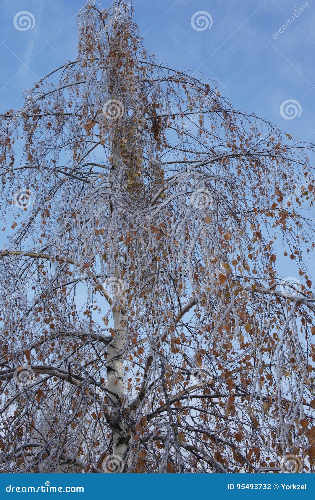 The Effects of the Freezing Rain, the Aggrieved Birch Stock Photo ...