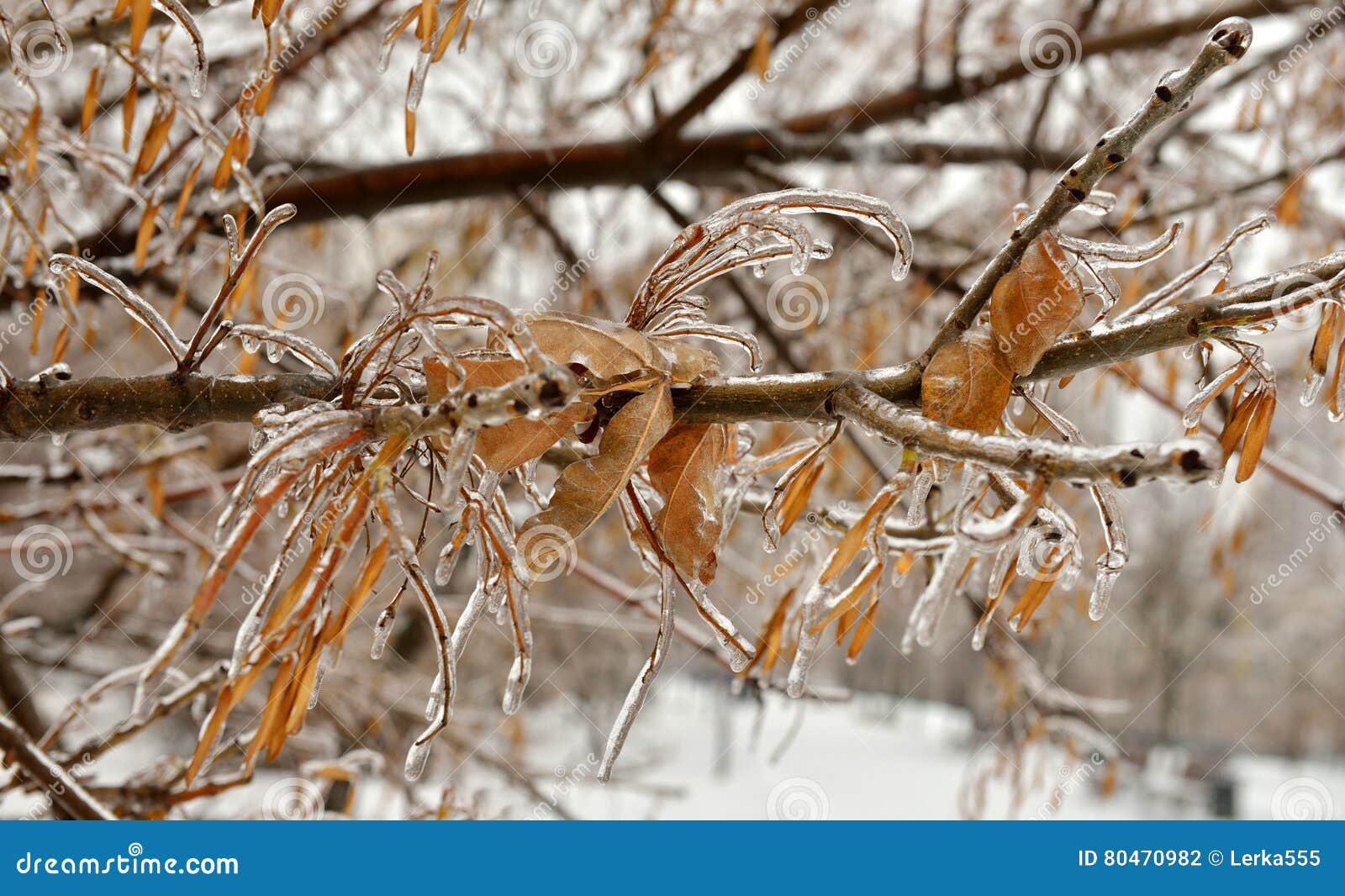 Effects of Freezing Rain. Trees in Ice Crust Stock Photo - Image of ...