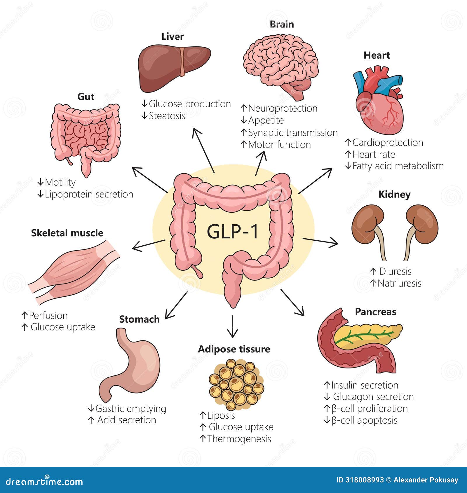 Effects of GLP-1 on Various Human Body Organs Stock Illustration ...