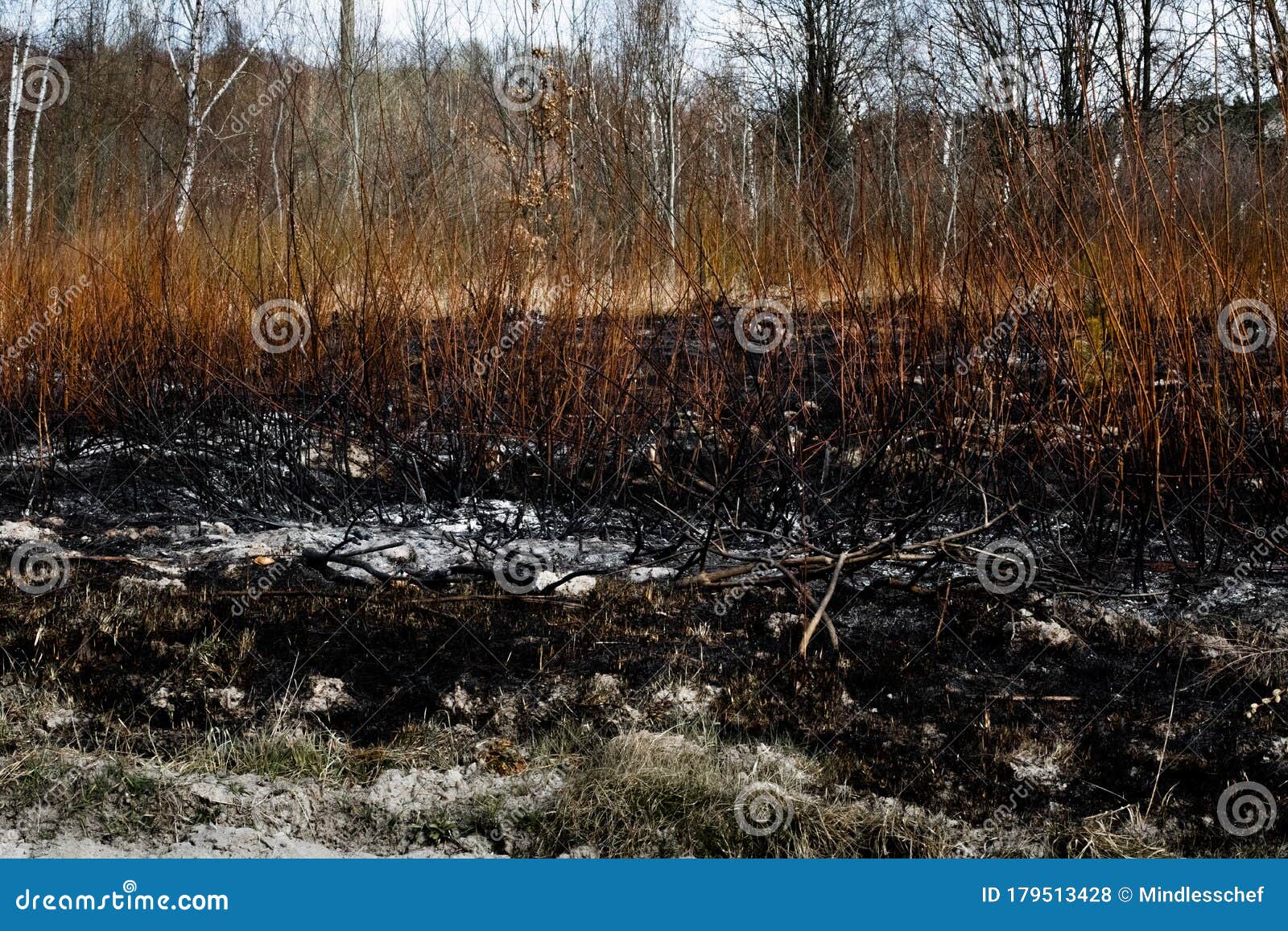 Effects of Grass Fire on Soils. Charred Plants after a Spring Fire ...