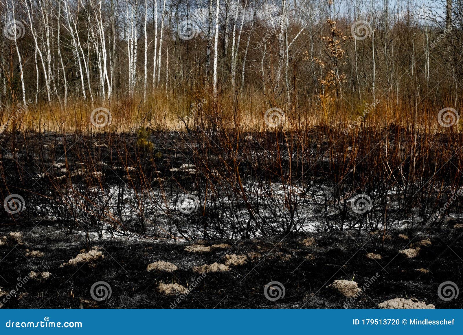 Effects of Grass Fire on Soils. Charred Plants after a Spring Fire ...