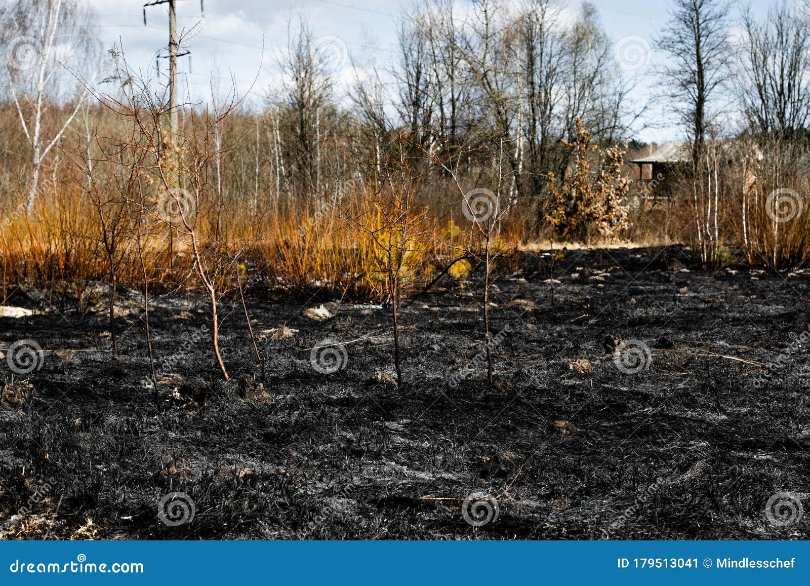 Effects of Grass Fire on Soils. Charred Grass after a Spring Fire ...
