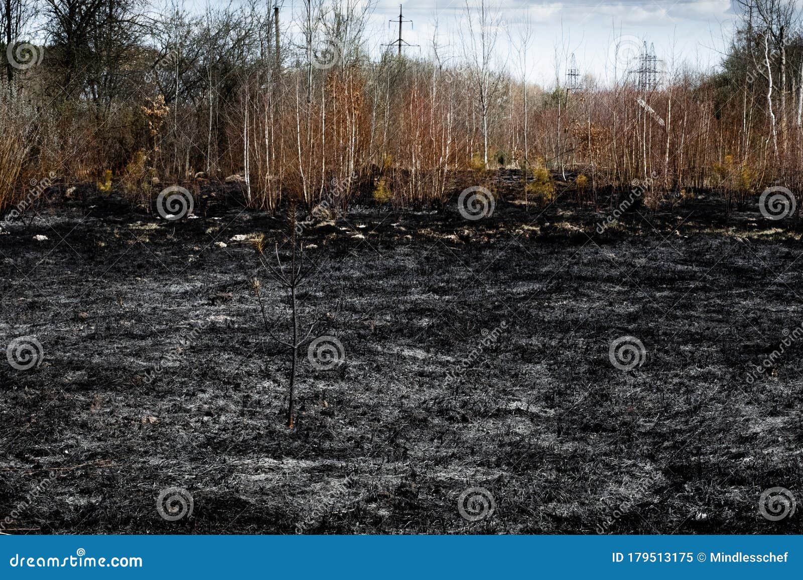 Effects Of Grass Fire On Soils. Charred Grass After A Spring Fire ...