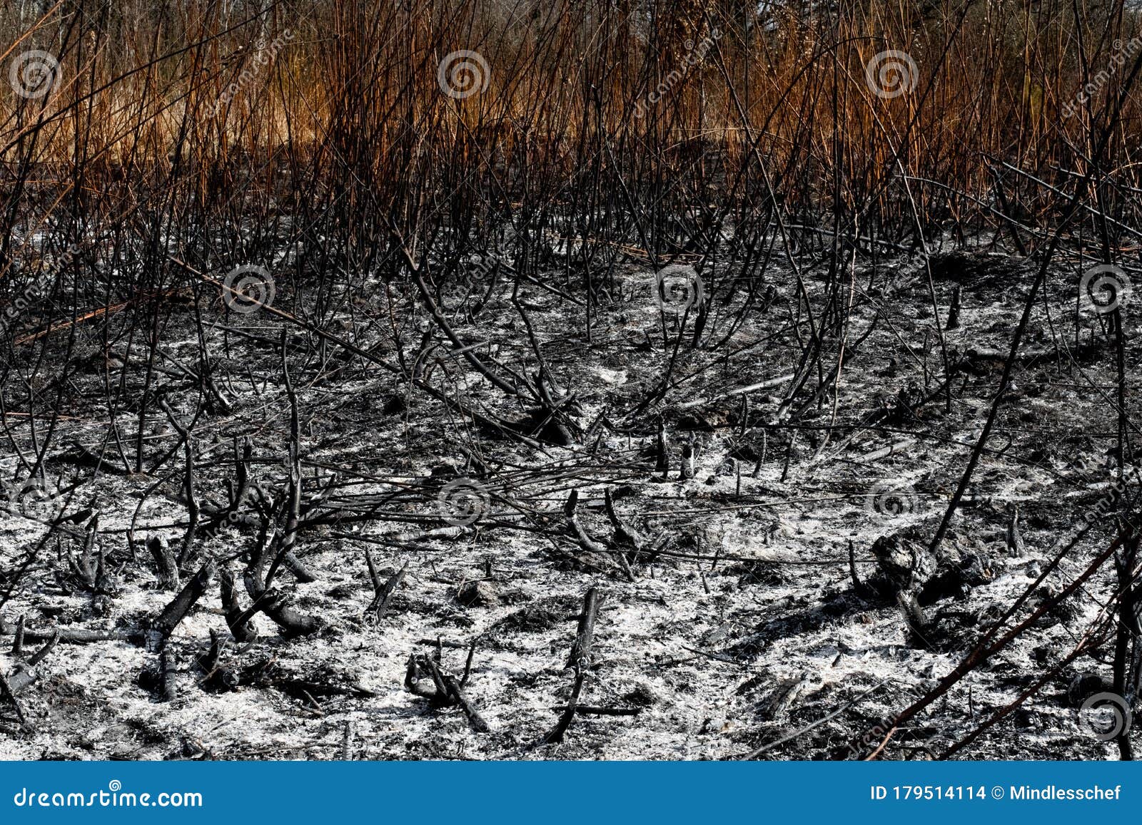 Effects of Grass Fire on Soils. Charred Grass after a Spring Fire ...