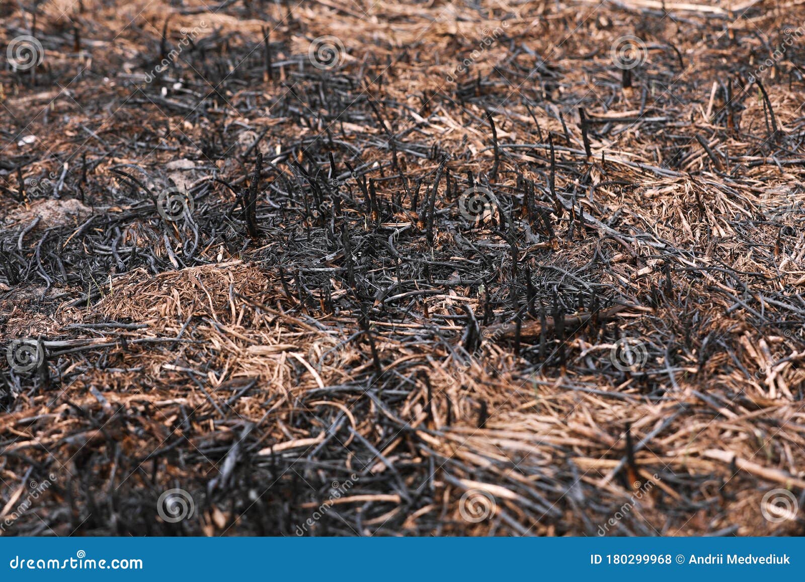 Effects of Grass Fire on Soils. Charred Grass after a Spring Fire ...