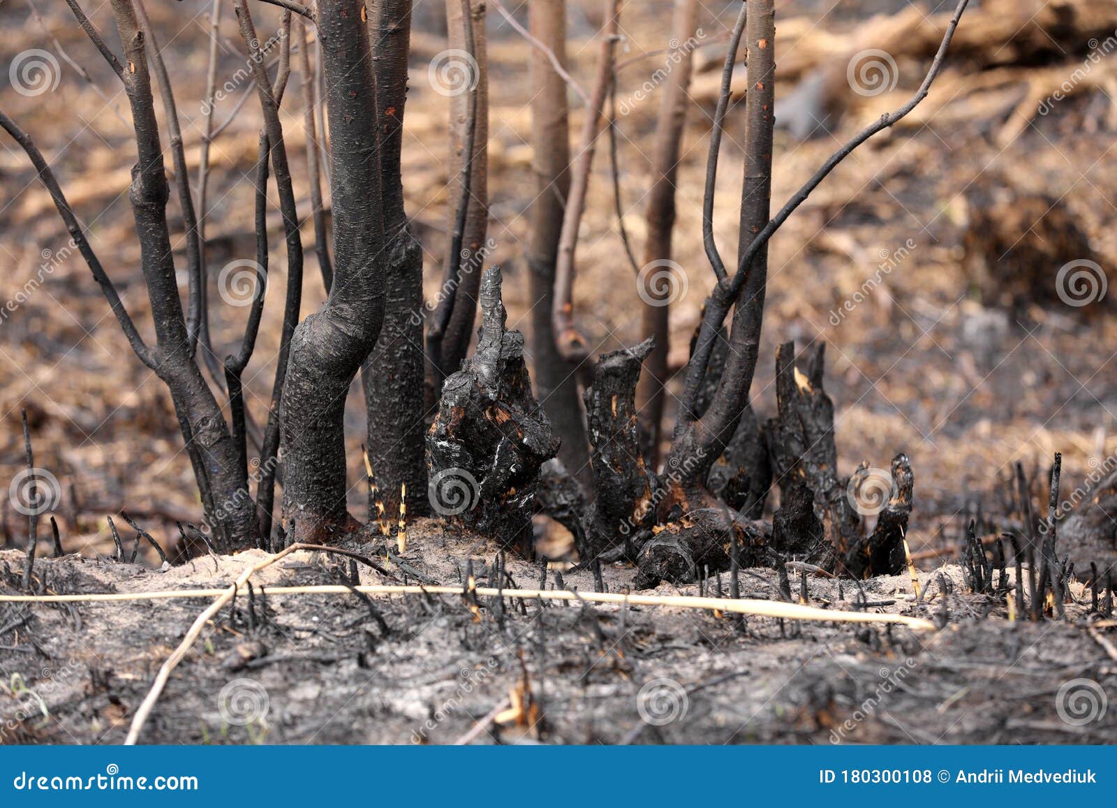 Consequences Of Arson Dry Grass. Aftermath Of Natural Disasters After A ...