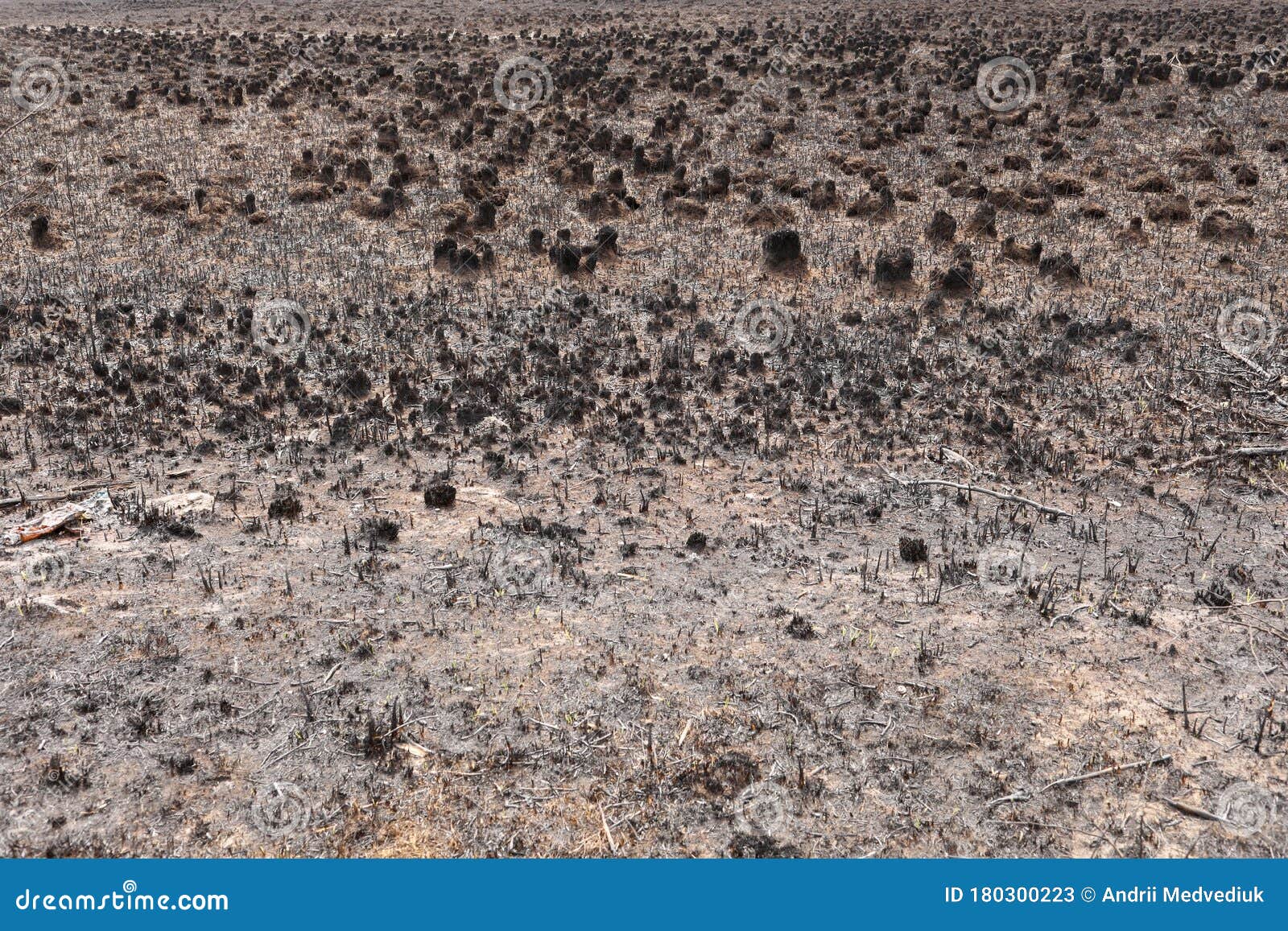 Effects Of Grass Fire On Soils. Charred Grass After A Spring Fire ...