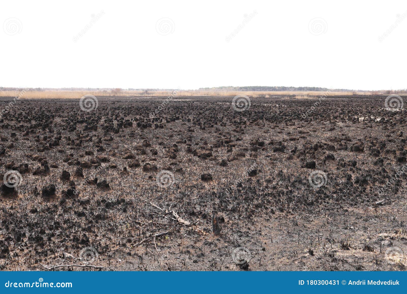 Effects of Grass Fire on Soils. Charred Grass after a Spring Fire ...