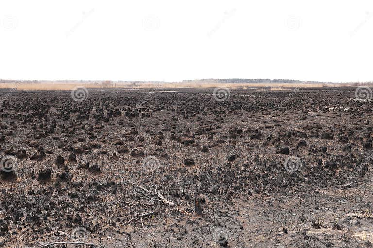 Effects of Grass Fire on Soils. Charred Grass after a Spring Fire ...