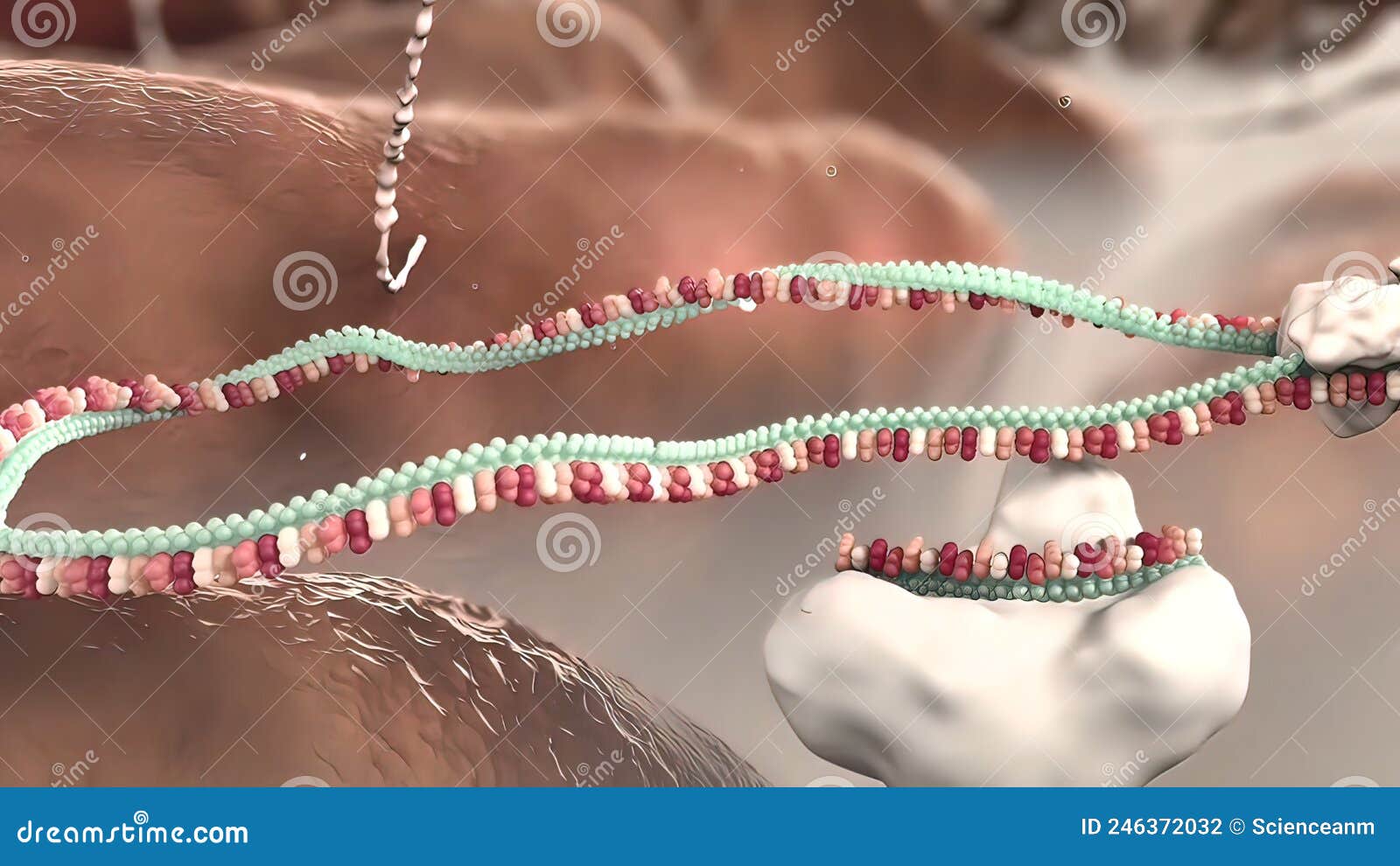 Phylogenetic Reconstruction Stock Illustrations – 4 Phylogenetic ...