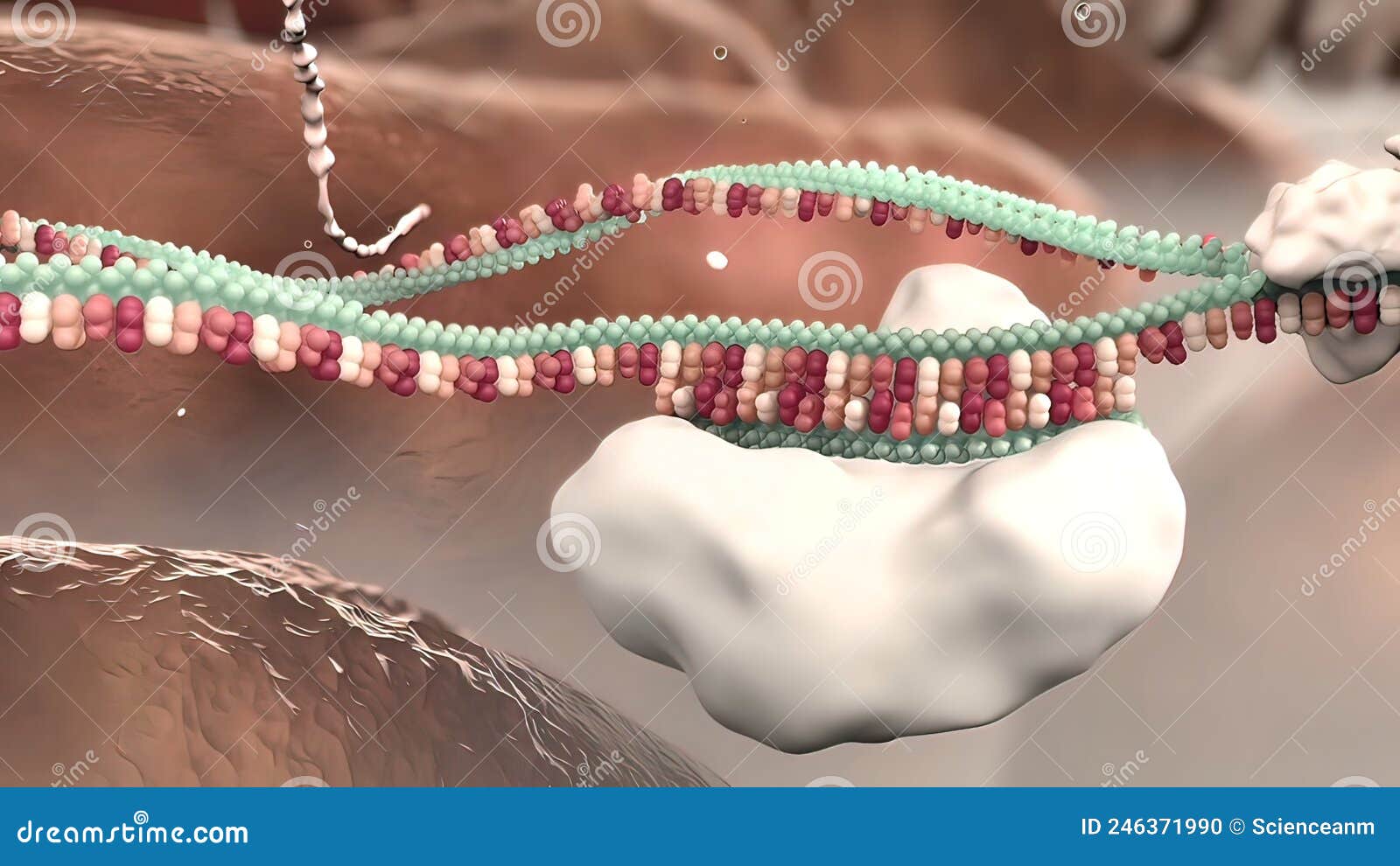 Effects of RNA Editing and Gene Processing on Phylogenetic ...