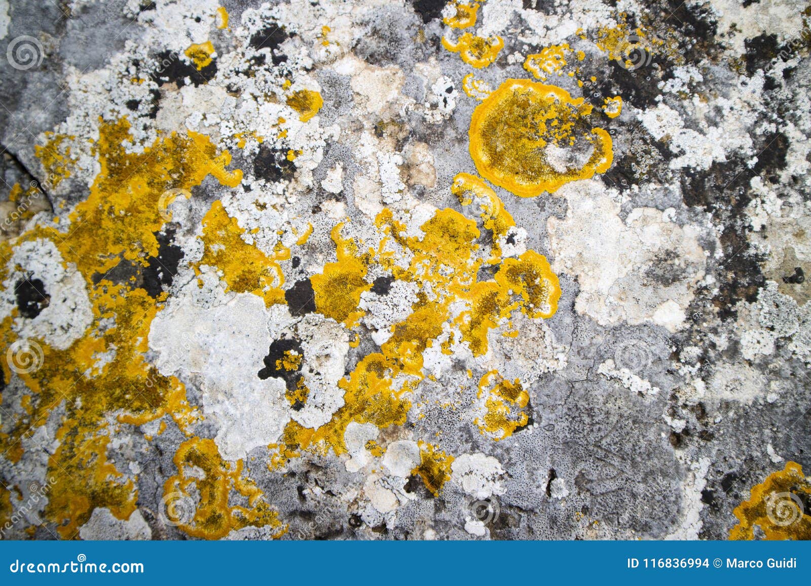 Effetti Della Muffa Su Una Parete Fotografia Stock - Immagine di ...